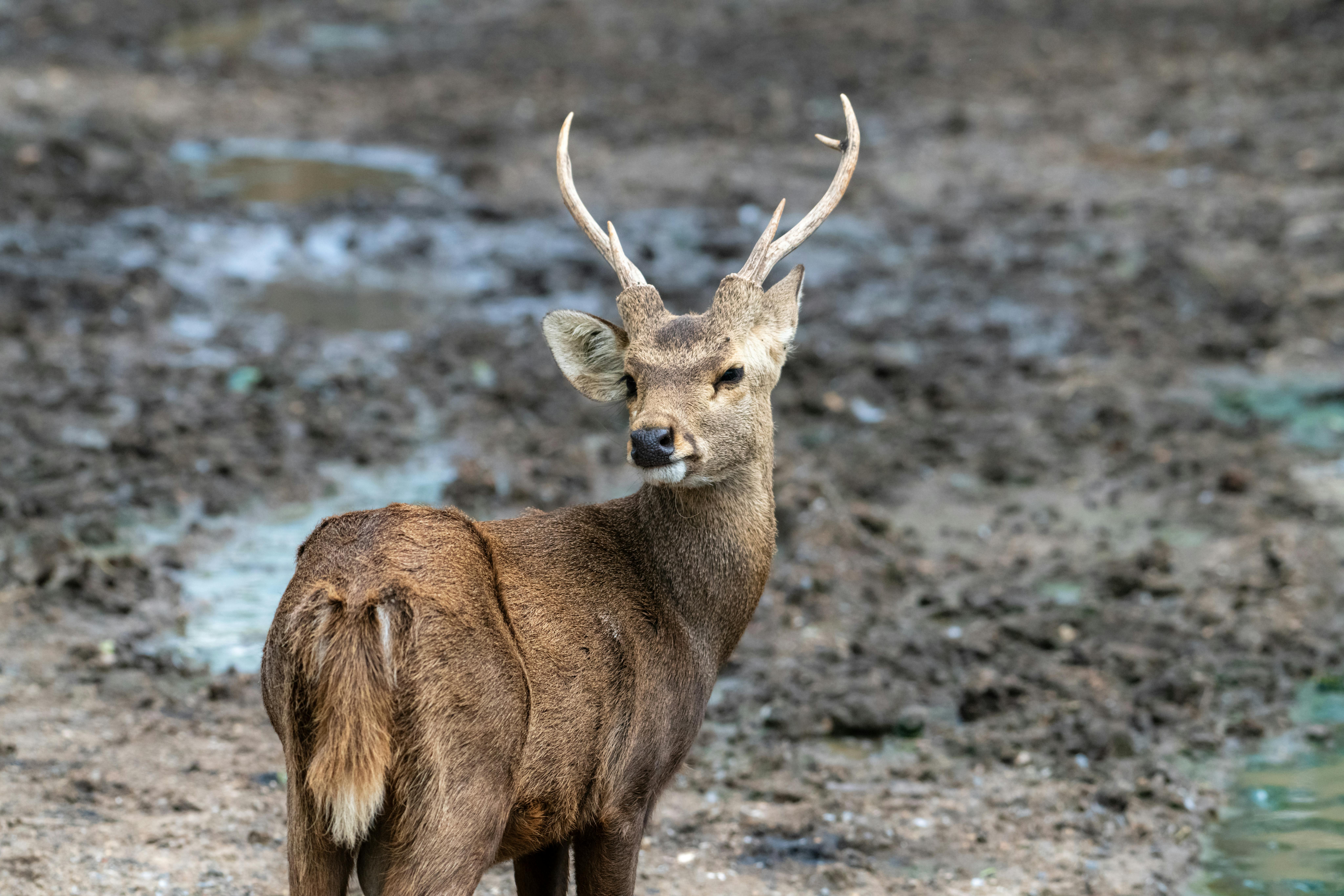 Buck on Swamp · Free Stock Photo