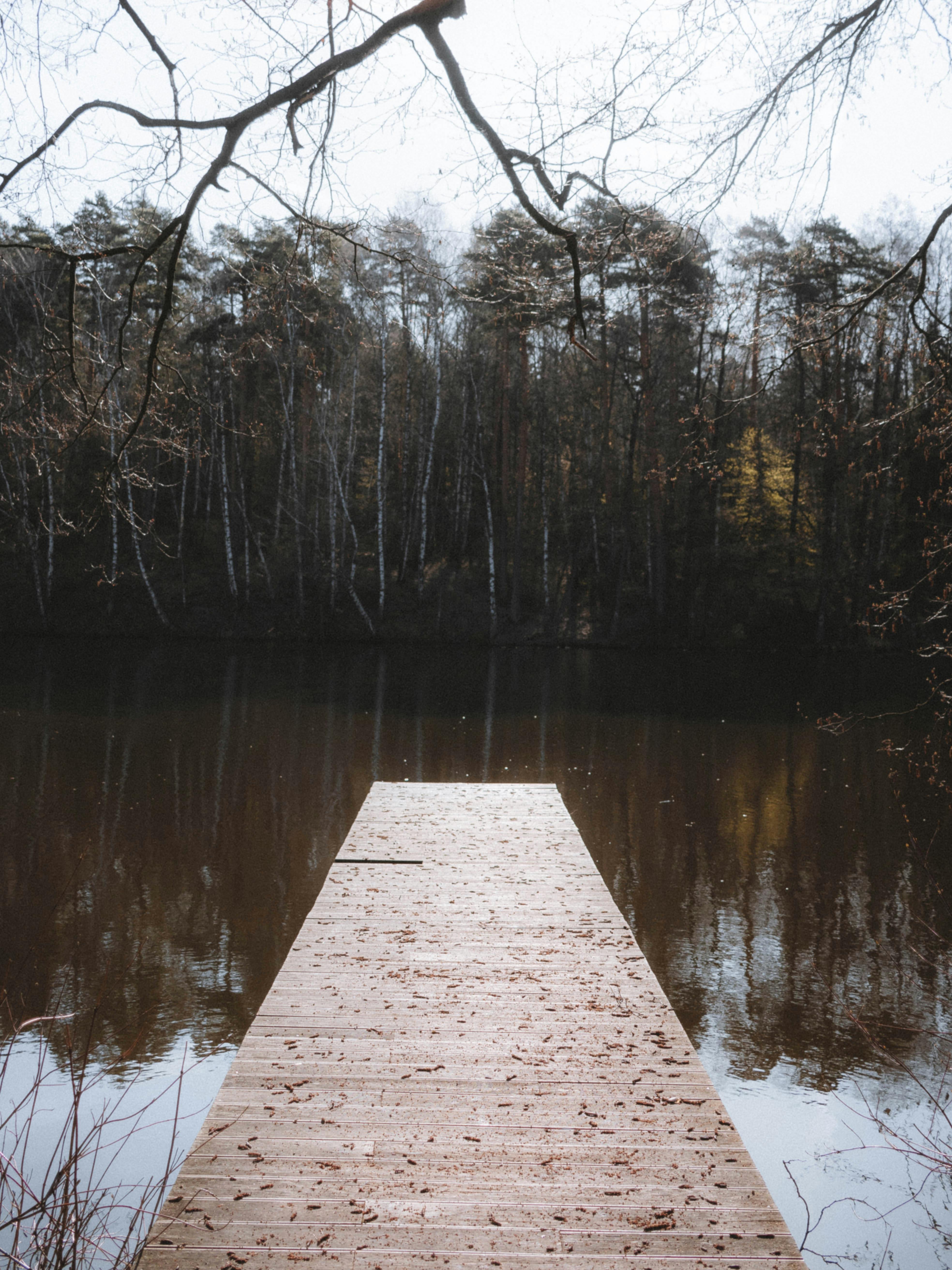 Wooden Pier on Lake in Forest · Free Stock Photo