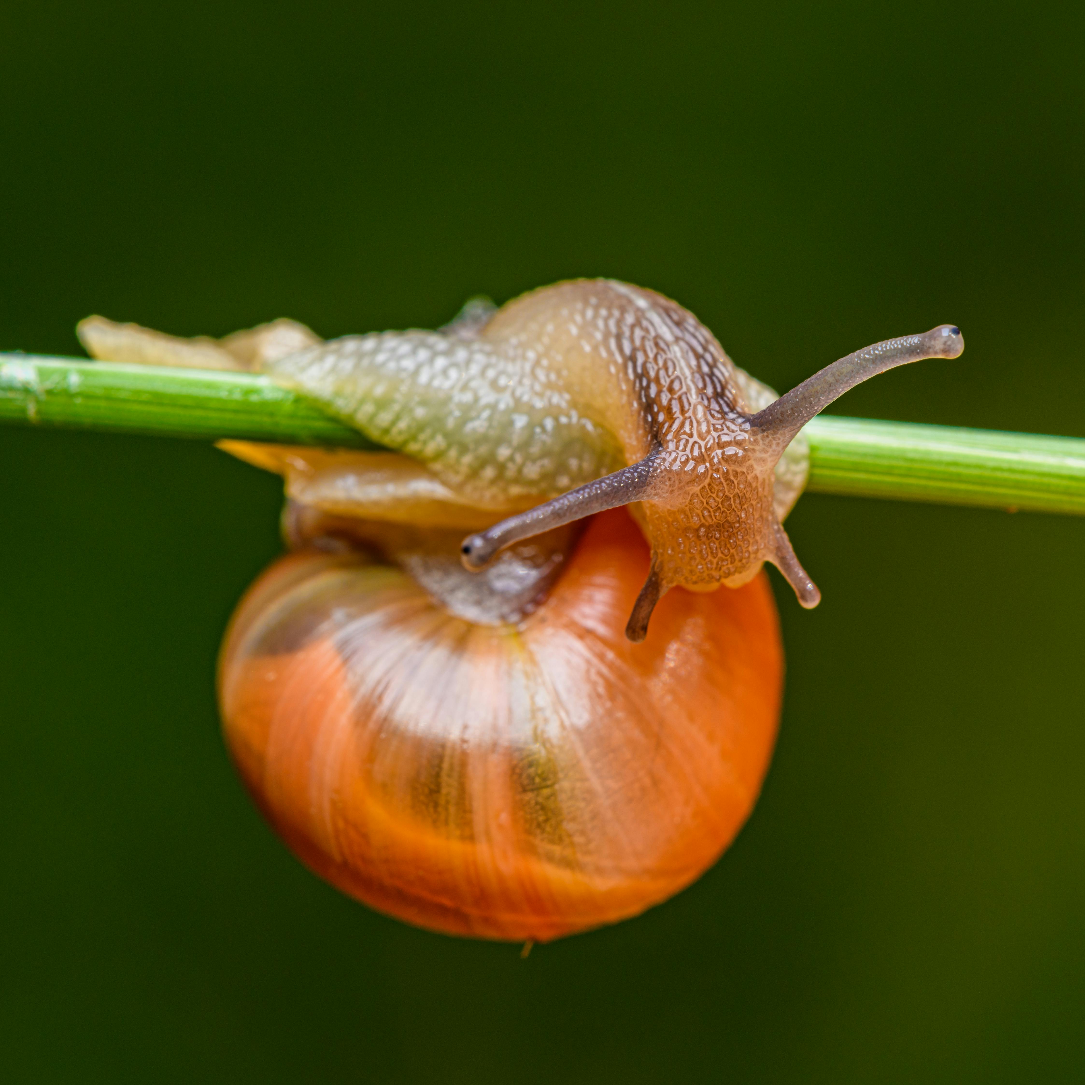 Snail on Grass · Free Stock Photo