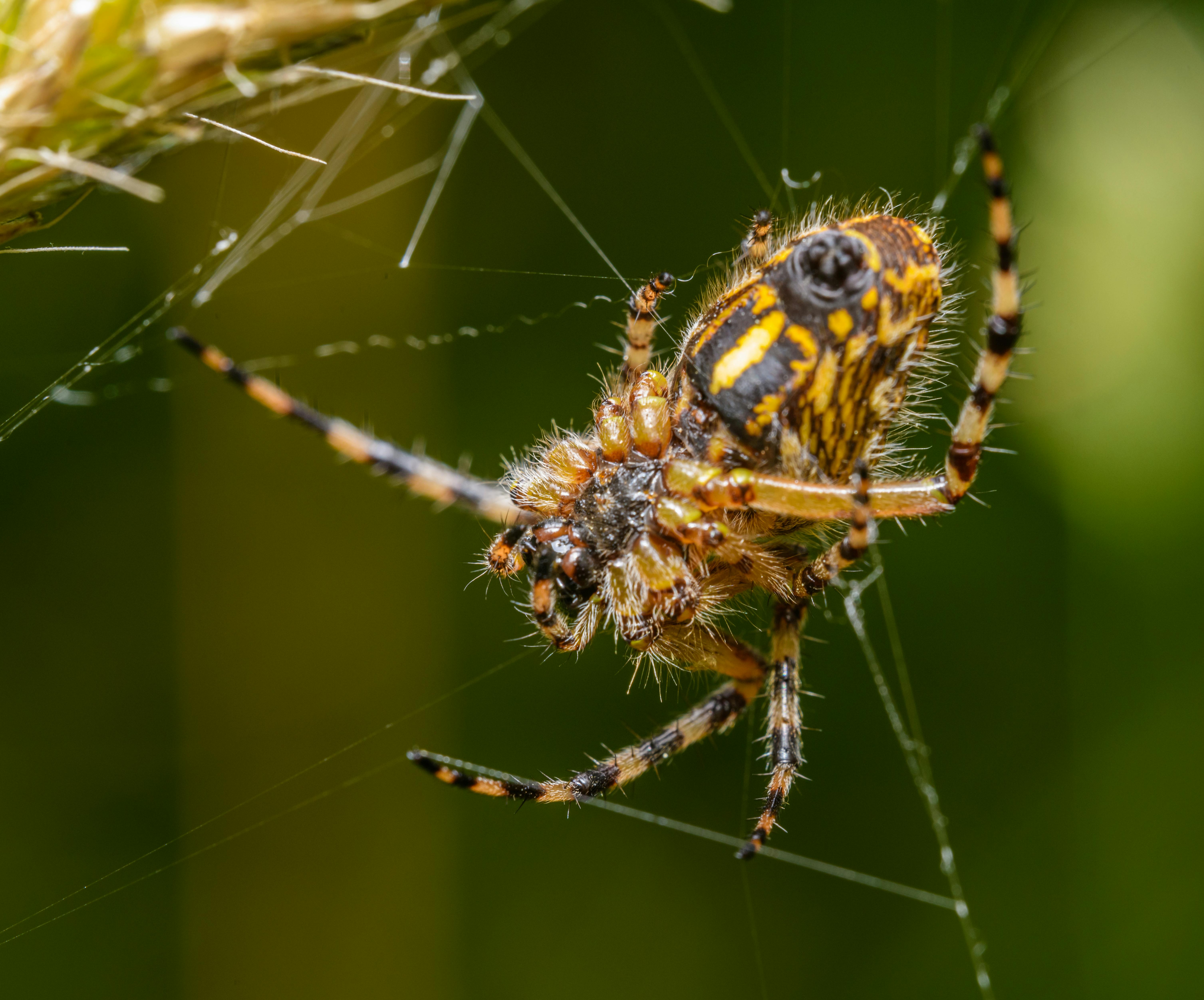 Close up of a Spider · Free Stock Photo