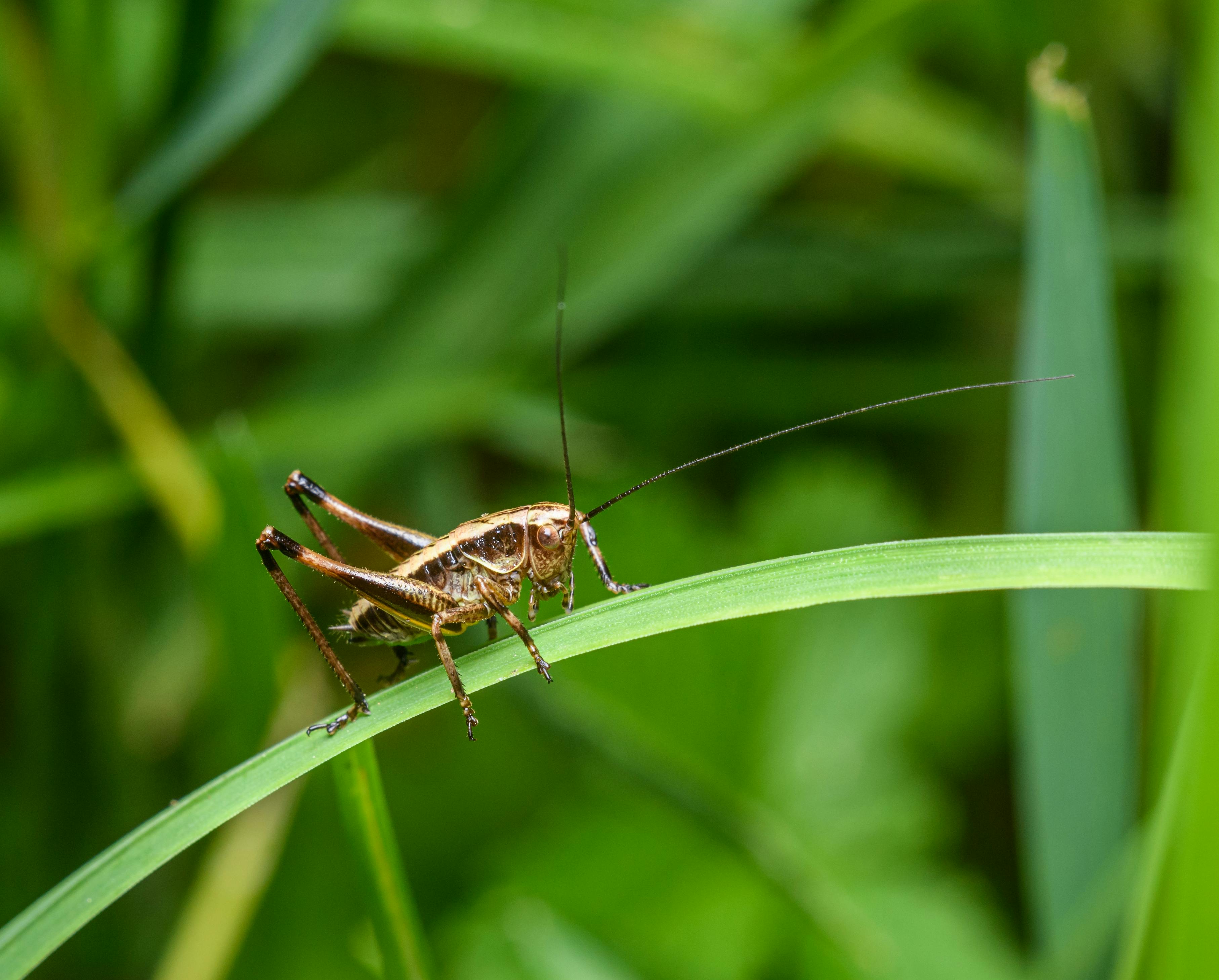 Close up of an Insect · Free Stock Photo