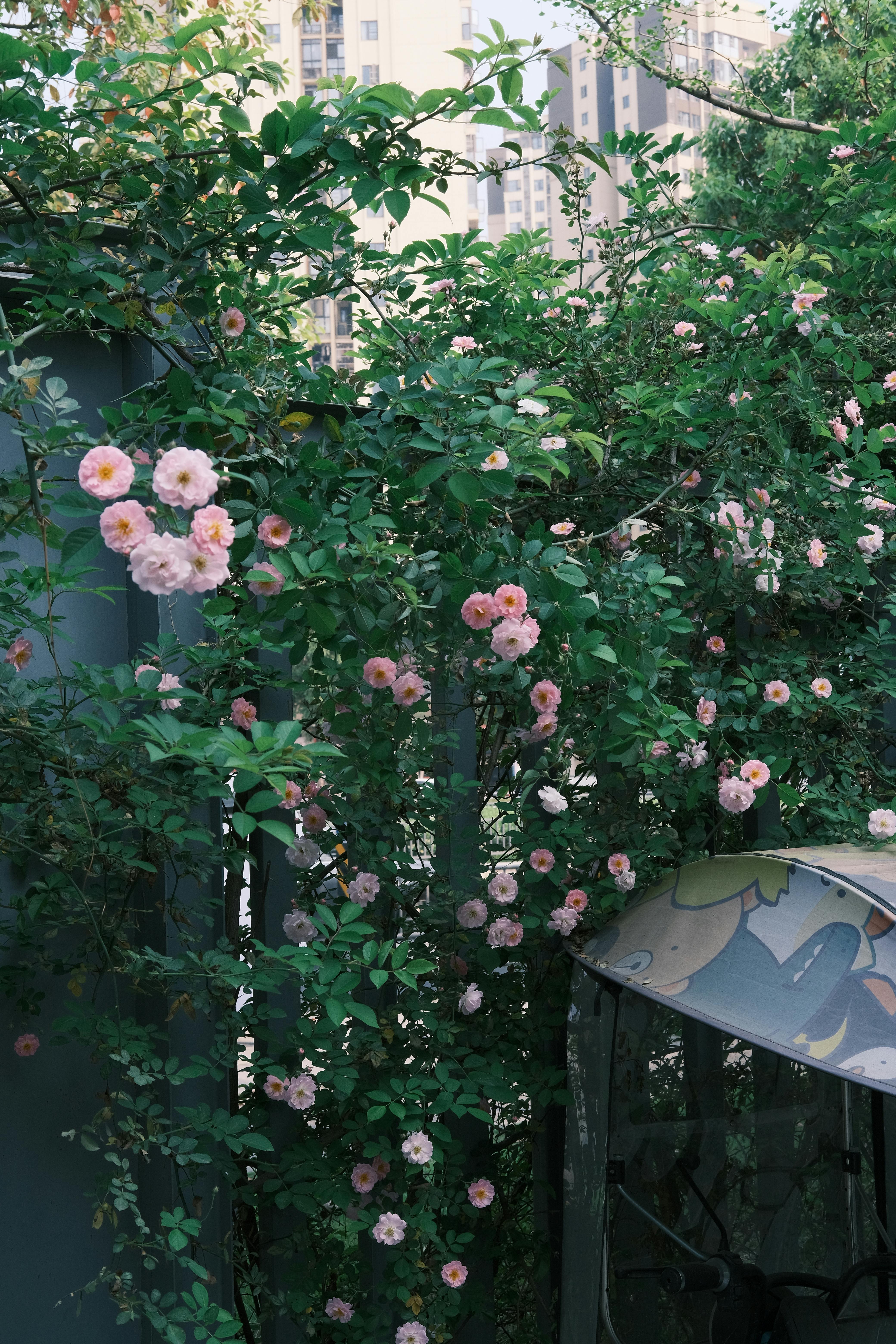 Climbing Pink Roses Photos, Download The BEST Free Climbing Pink Roses ...