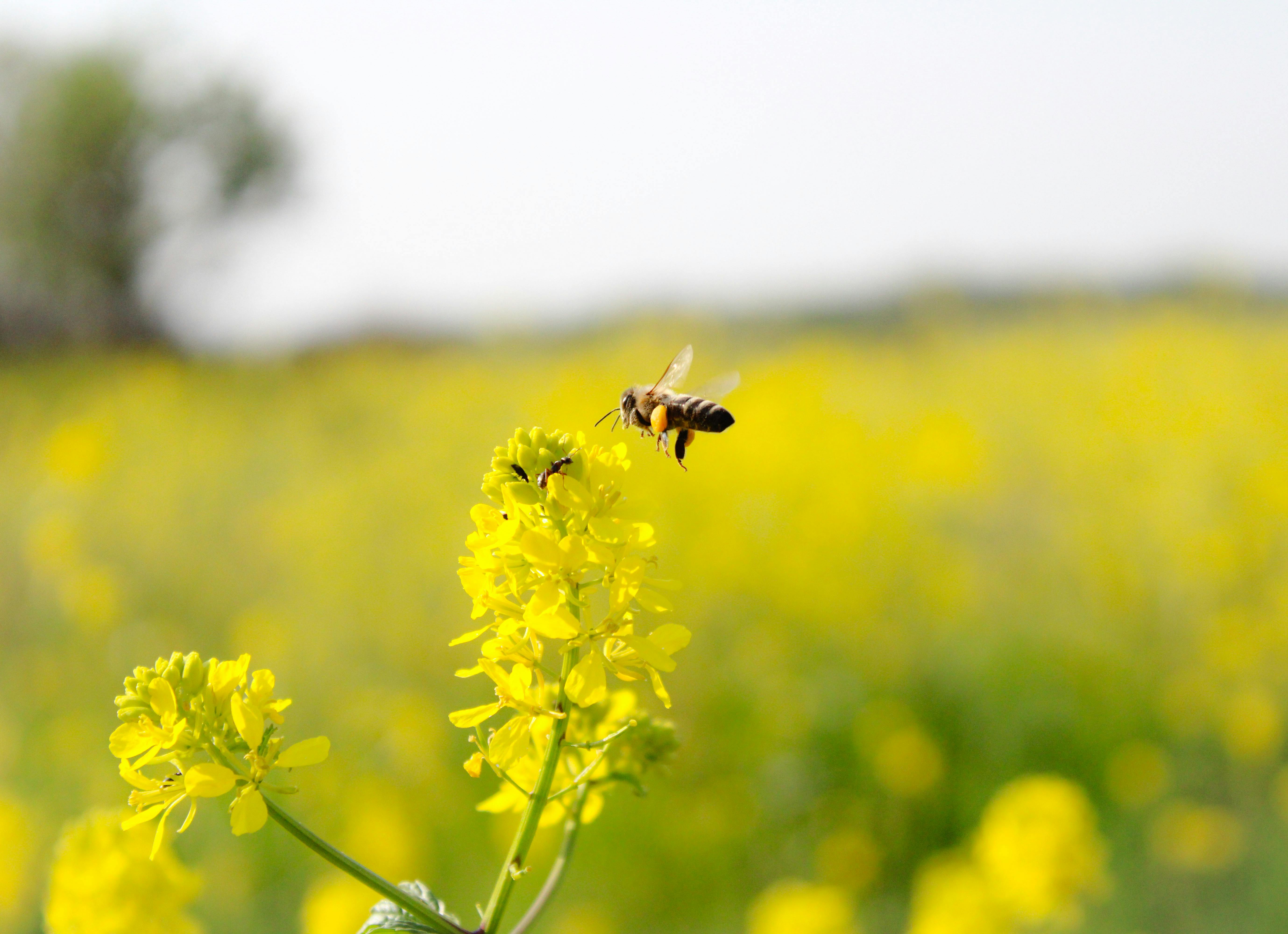 Bee Flying over Yellow Flower · Free Stock Photo