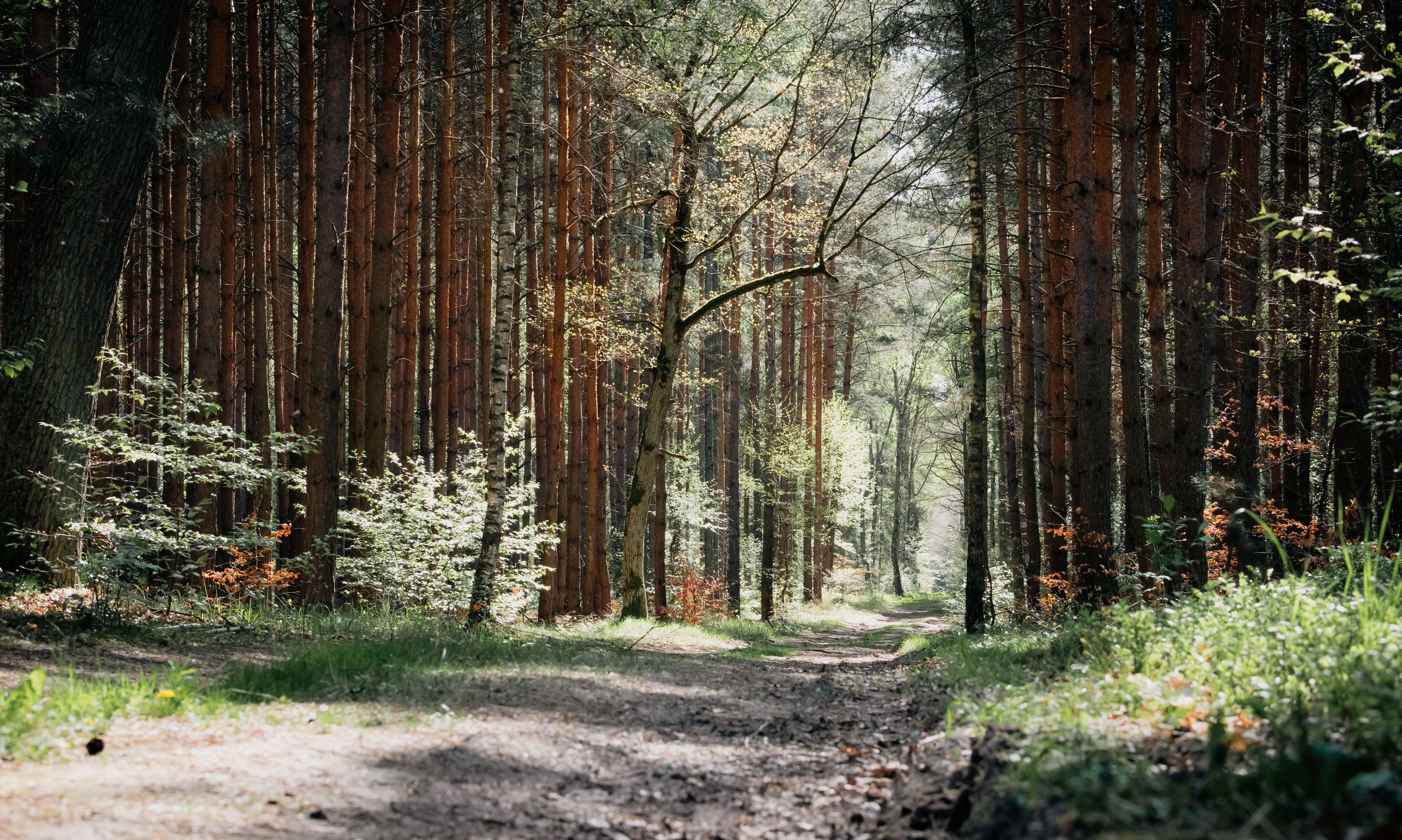 An early spring forest · Free Stock Photo