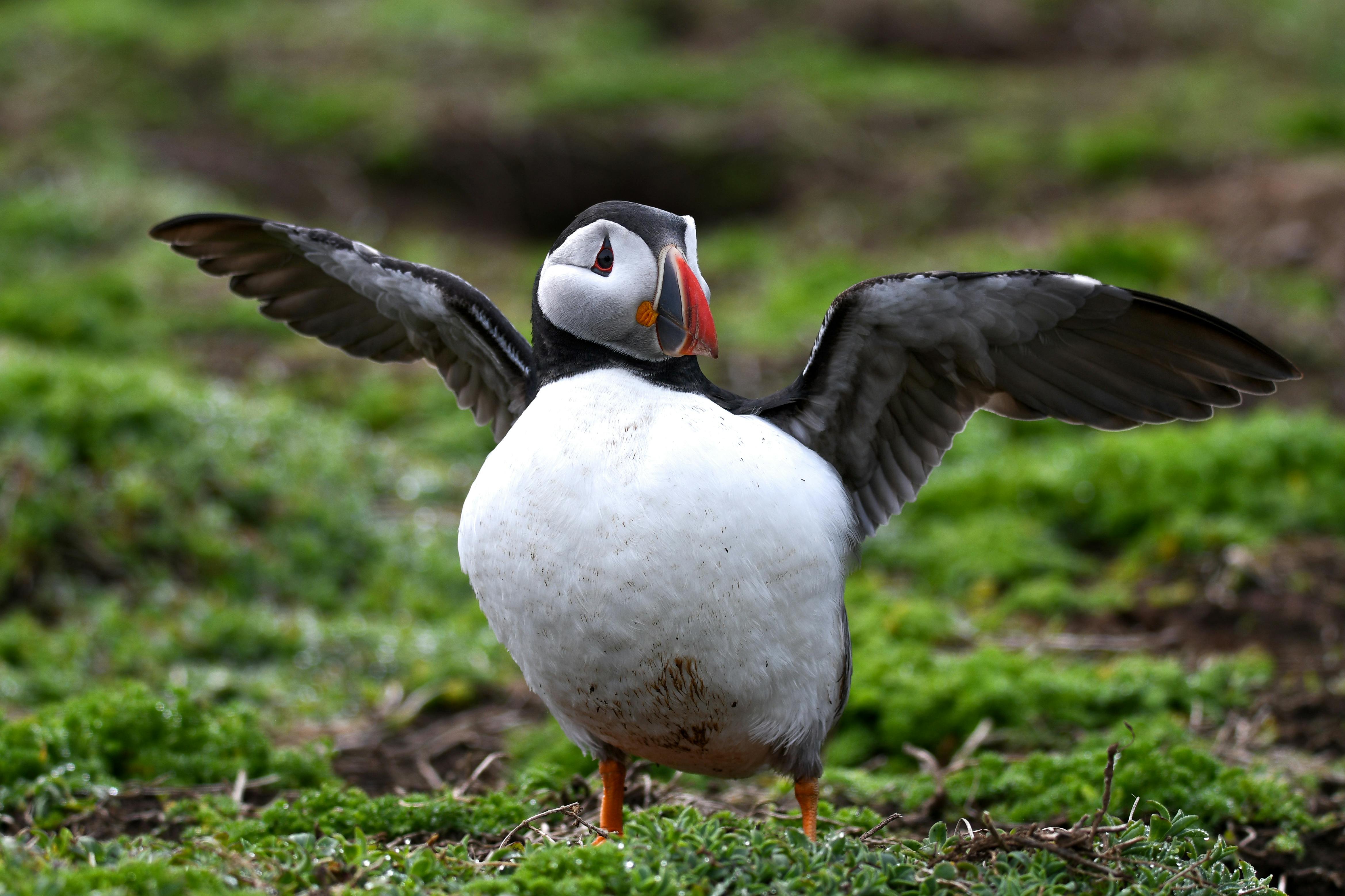 A puffin bird is standing on the ground · Free Stock Photo