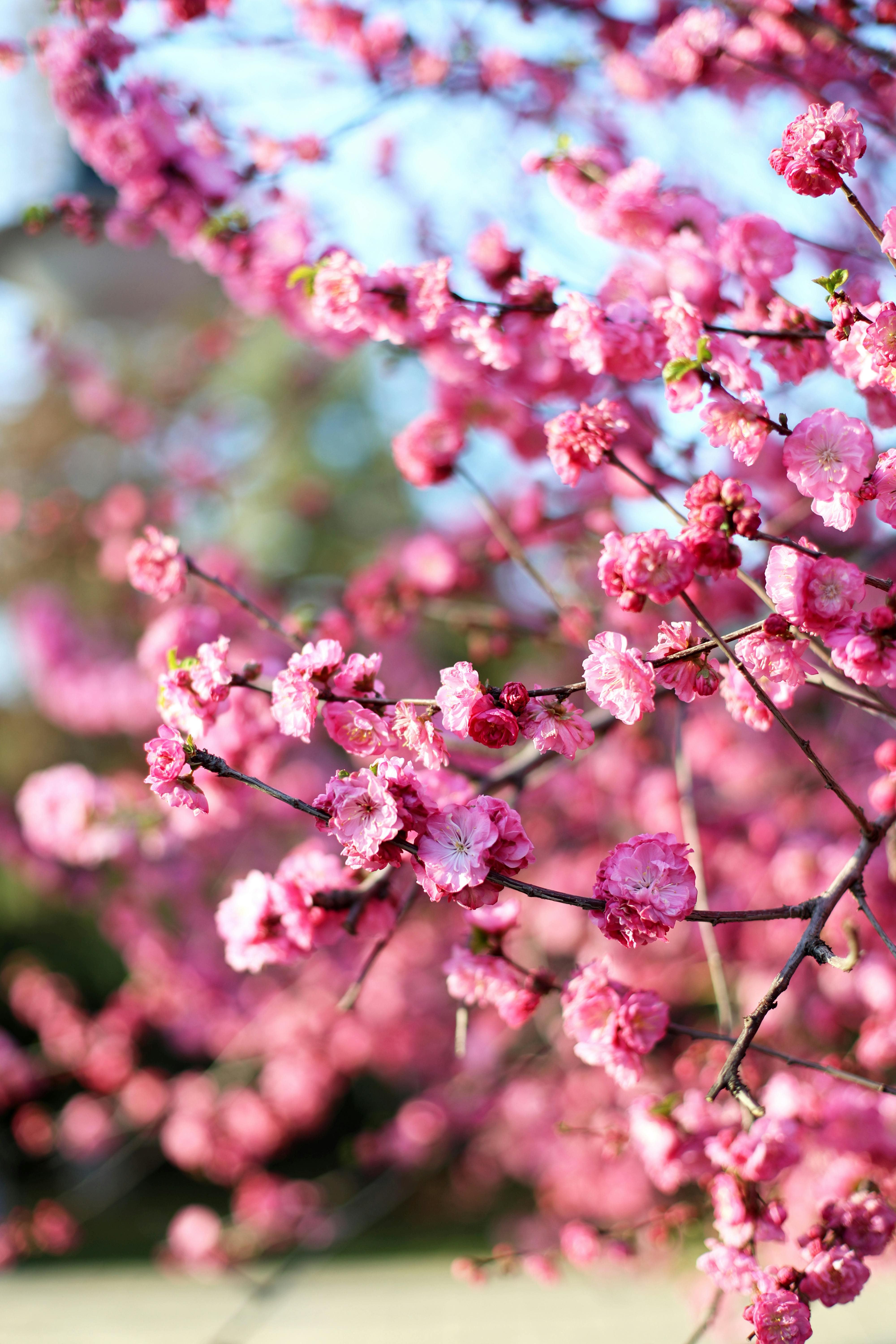 Pink Cherry Blossoms · Free Stock Photo