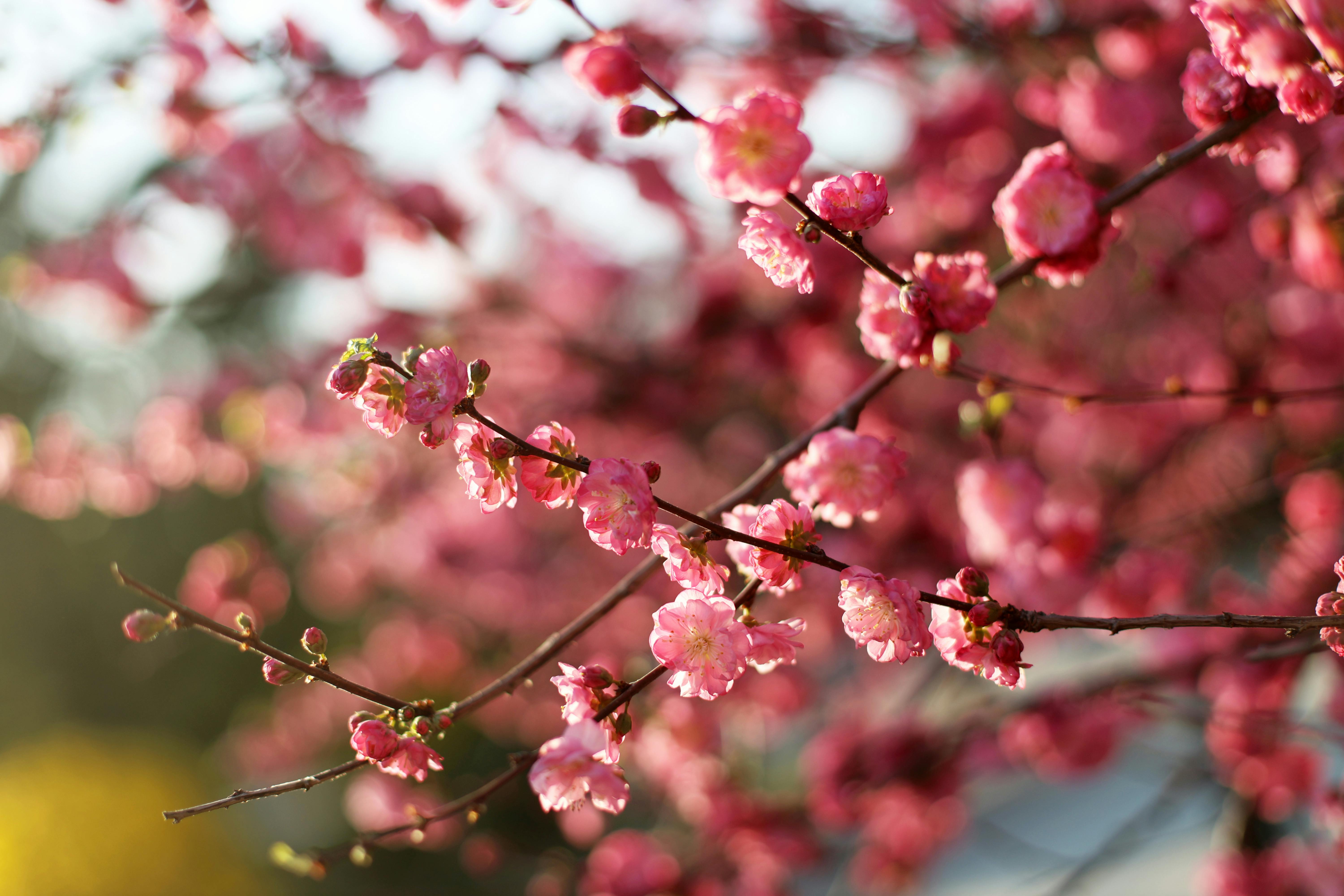 Pink Flowers on a Branch · Free Stock Photo
