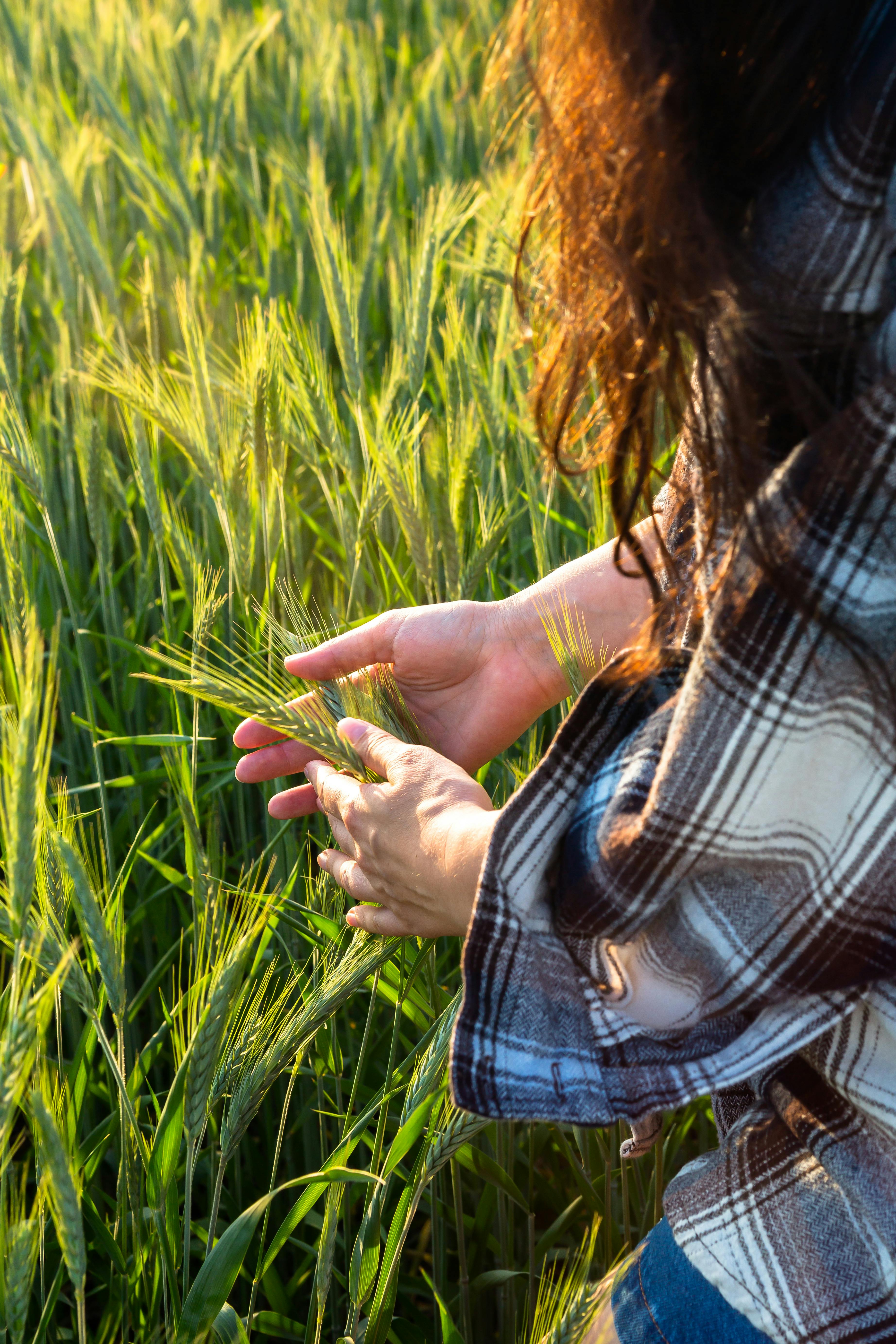 Woman Picking Up Grain on Field · Free Stock Photo
