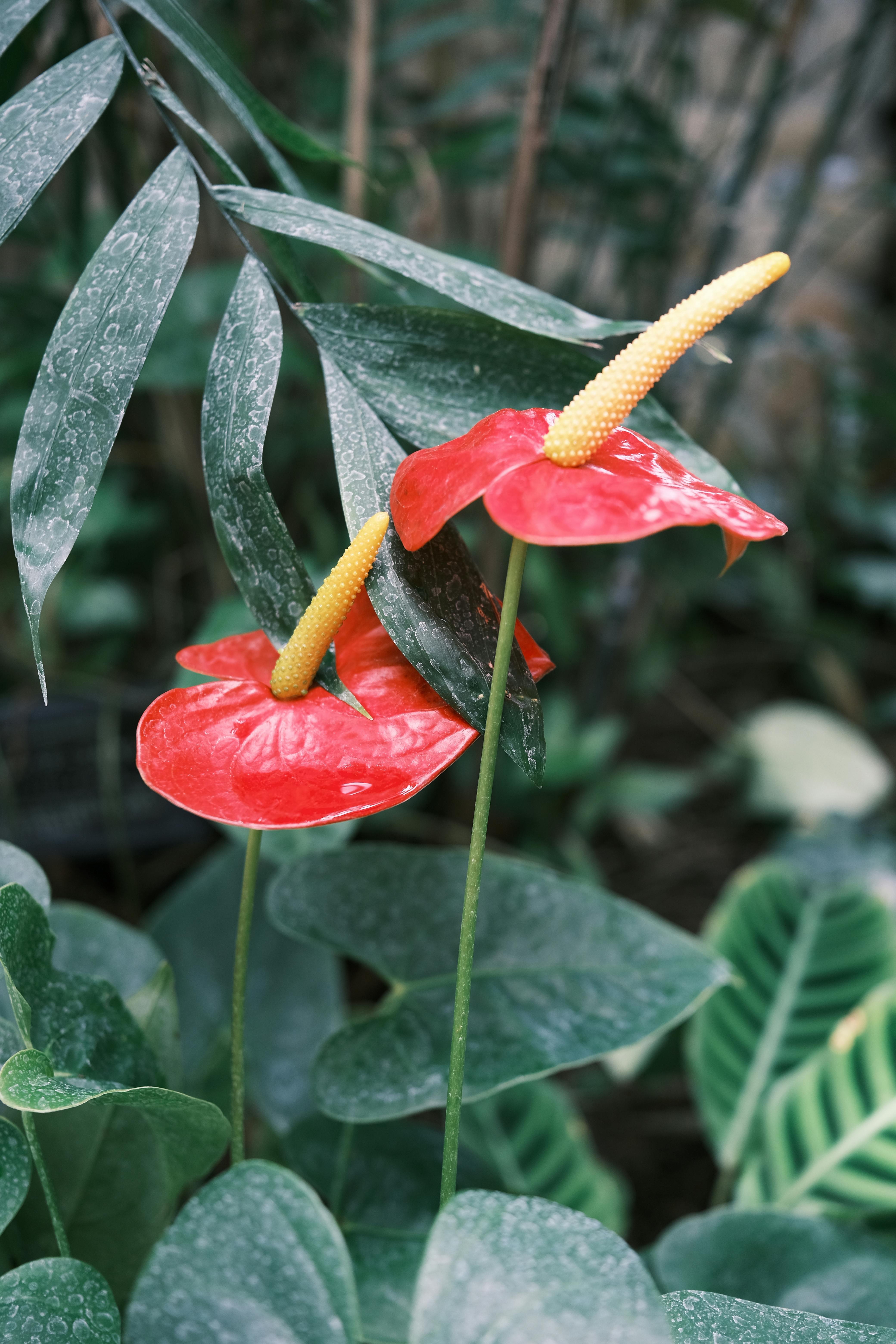Two red flowers with yellow stalks in a green leafy plant · Free Stock ...