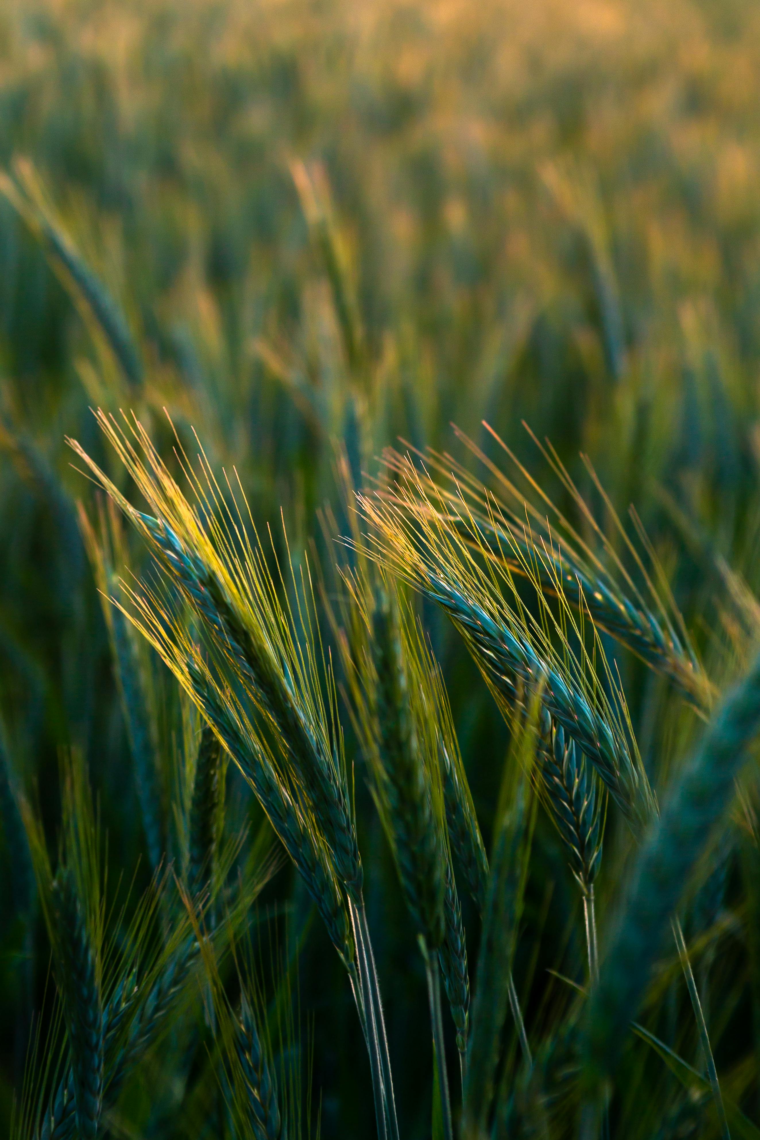 Selective Photography Of Wheat · Free Stock Photo