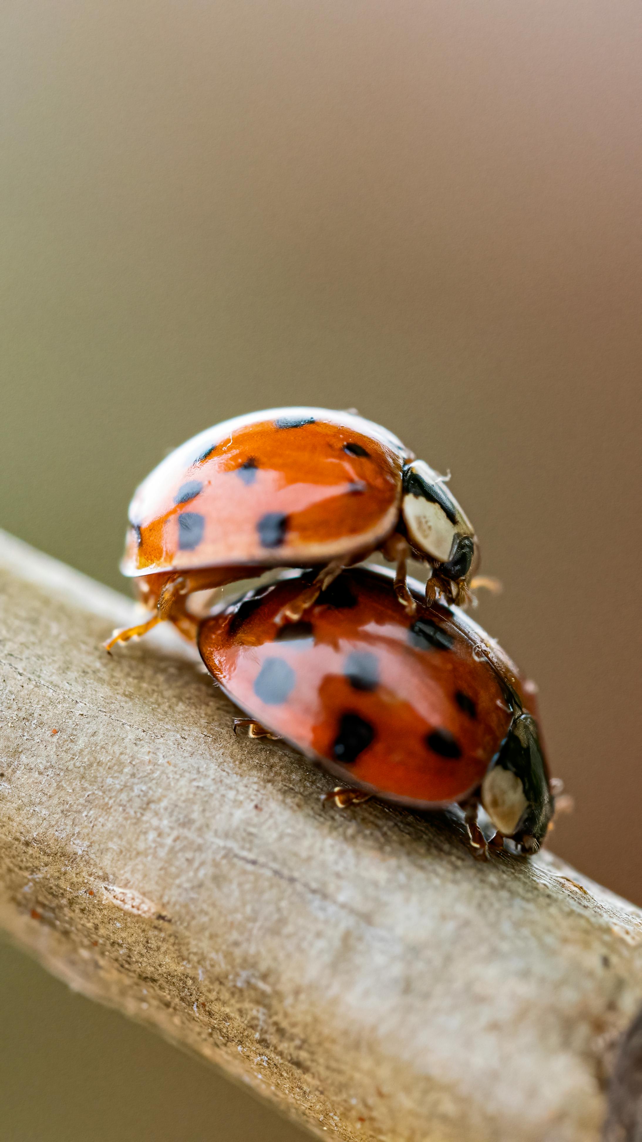 Ladybugs on a Leaf · Free Stock Photo