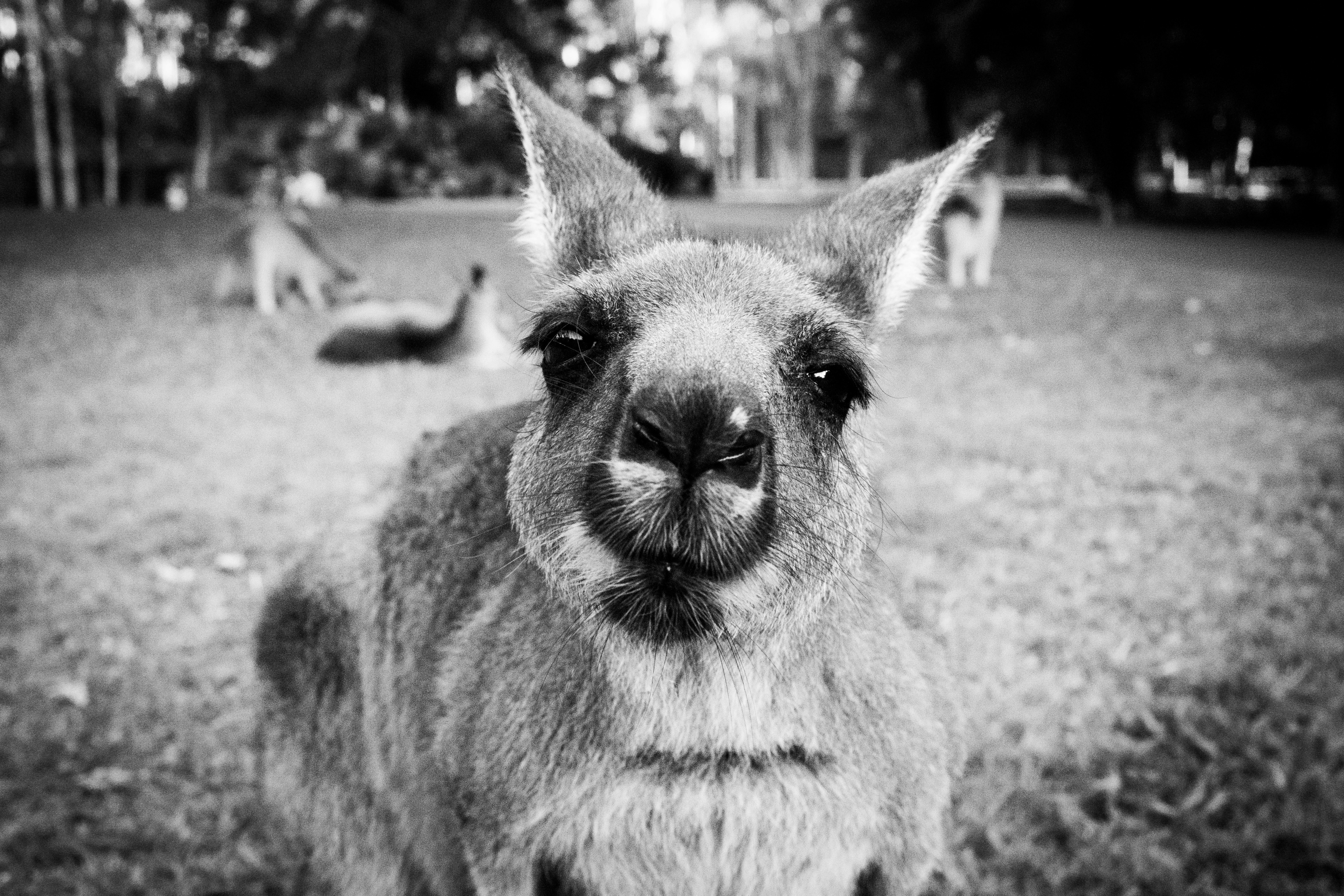 Cheeky kangaroo · Free Stock Photo