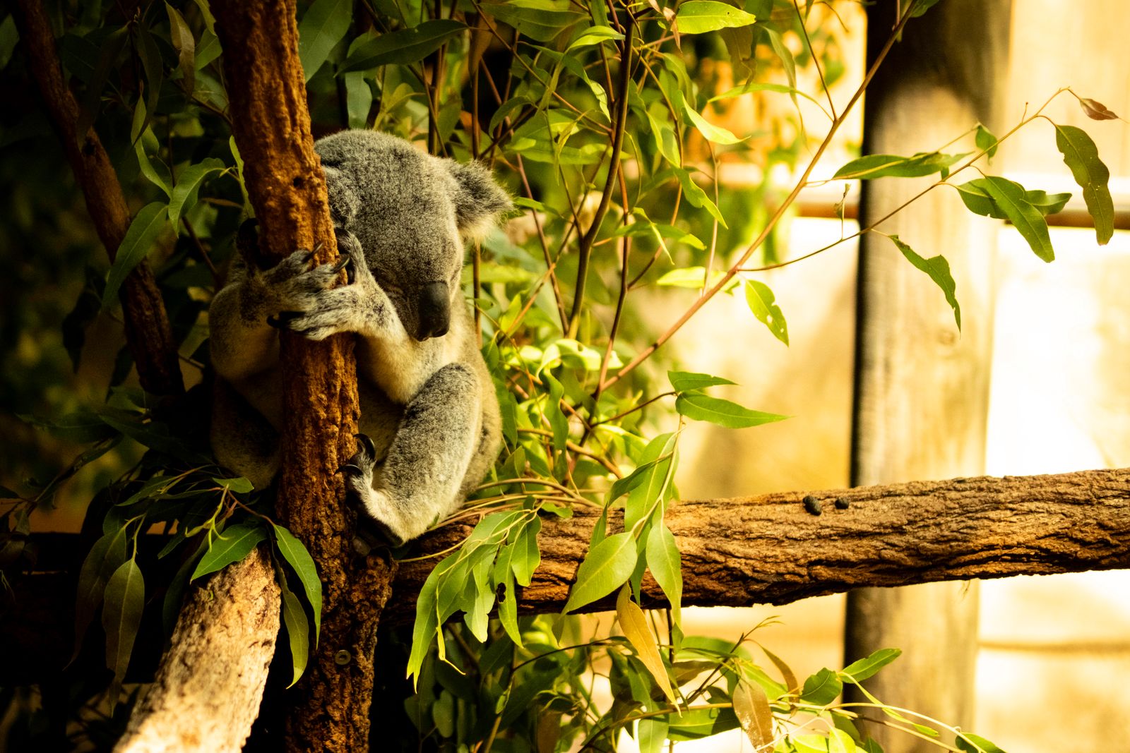 Cute Koala Photos, Download The BEST Free Cute Koala Stock Photos & HD ...
