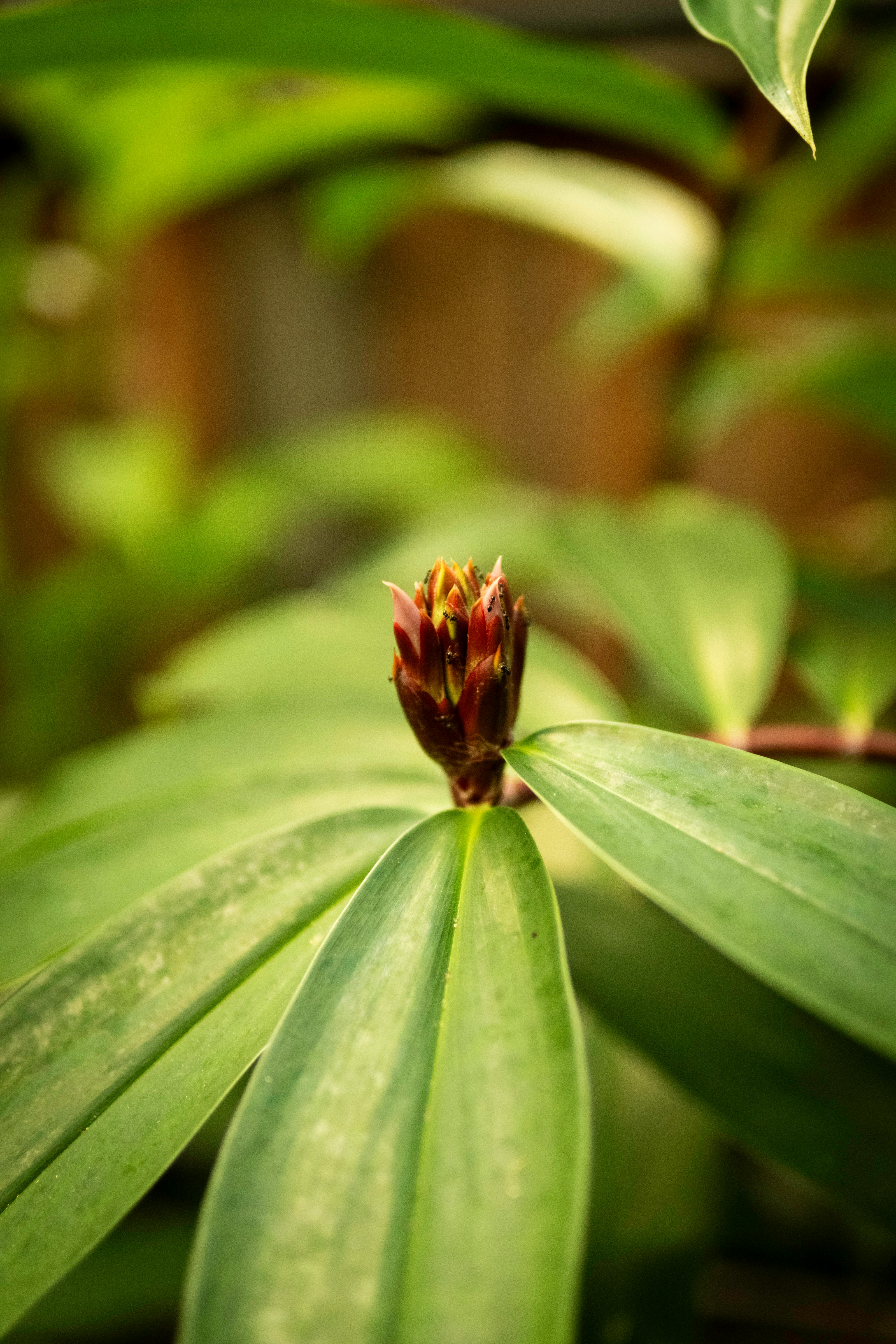 Ginger flowering · Free Stock Photo