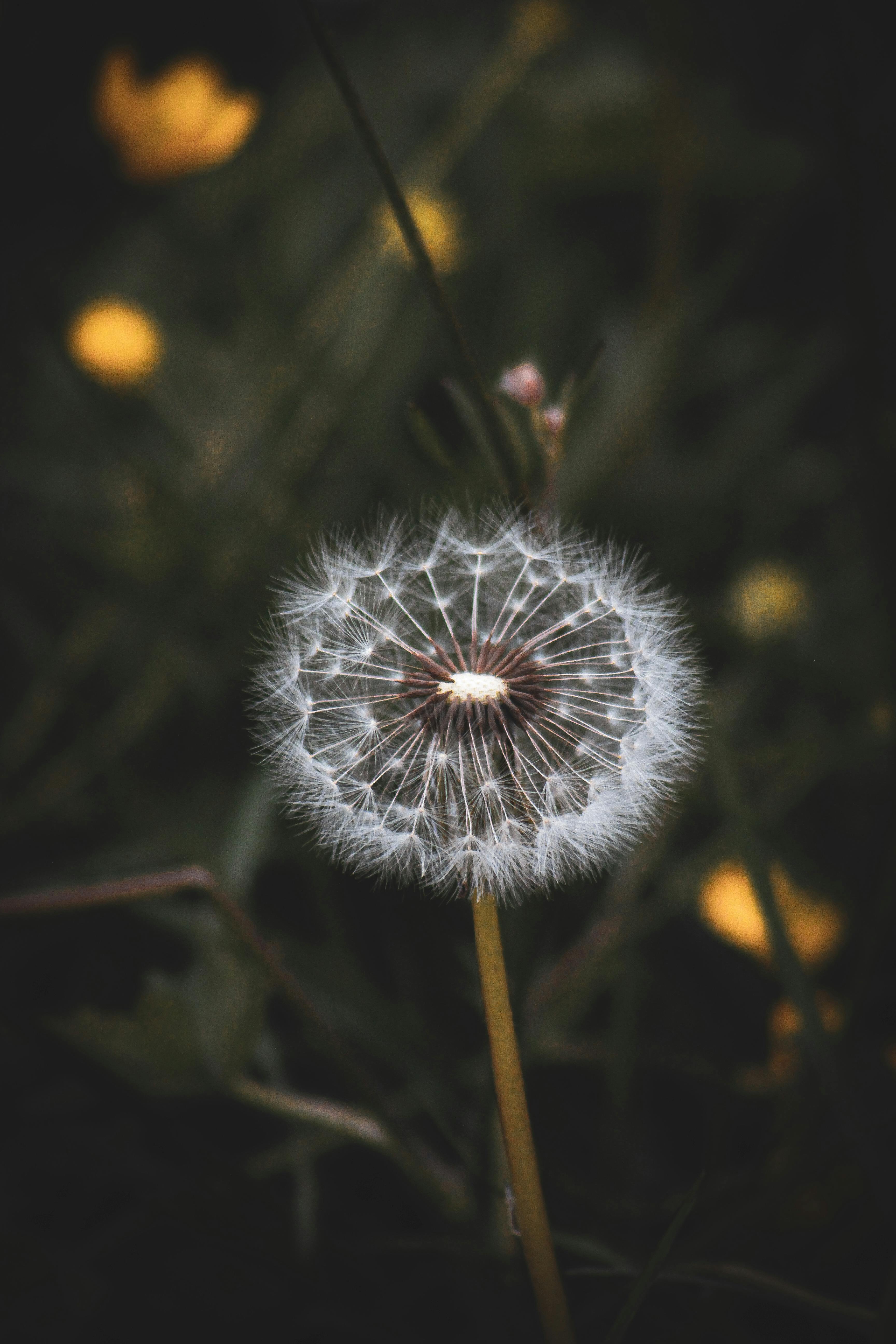 Seedhead of Dandelion in Meadow · Free Stock Photo