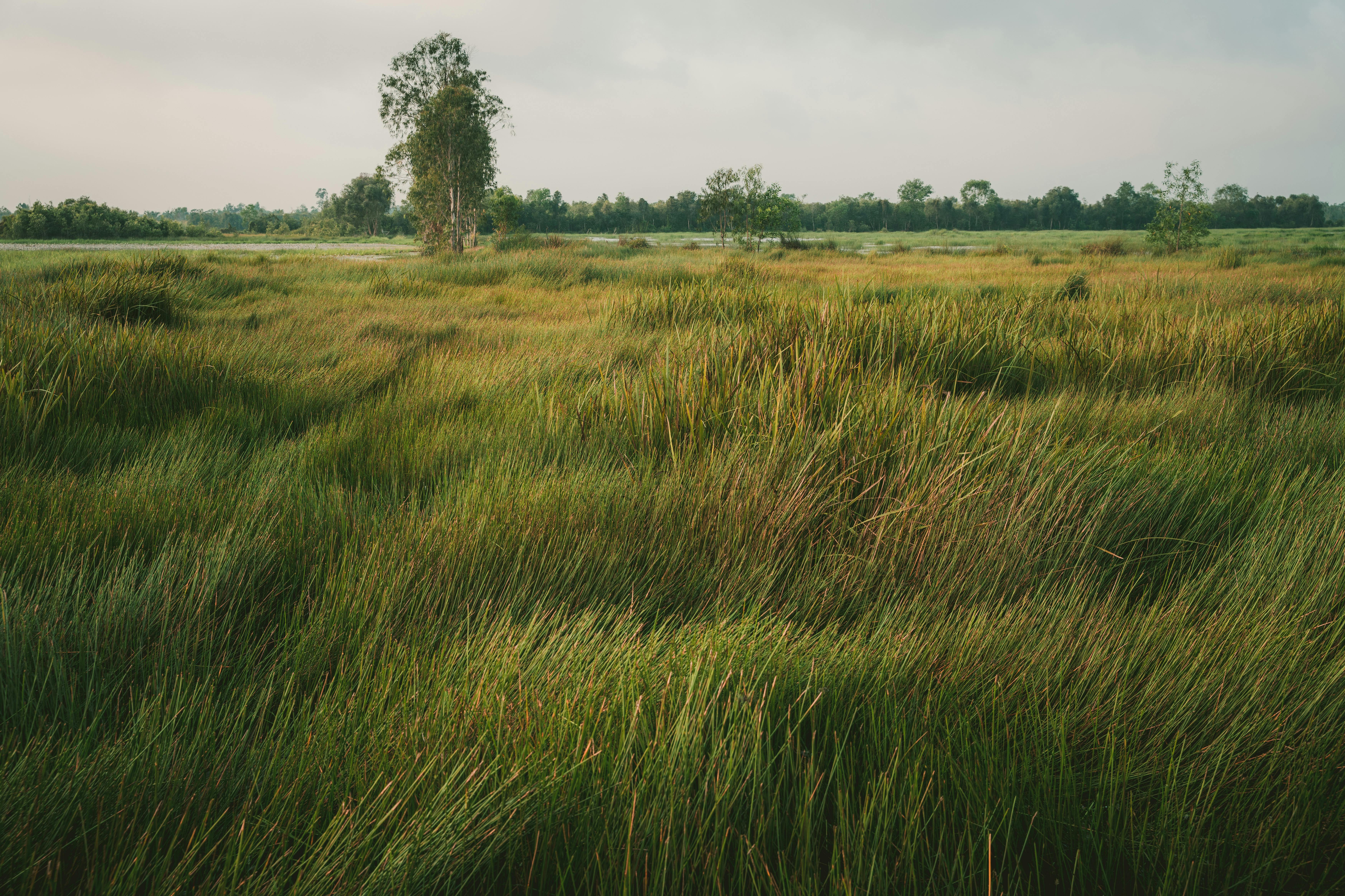 Grasslands Blown by the Wind · Free Stock Photo