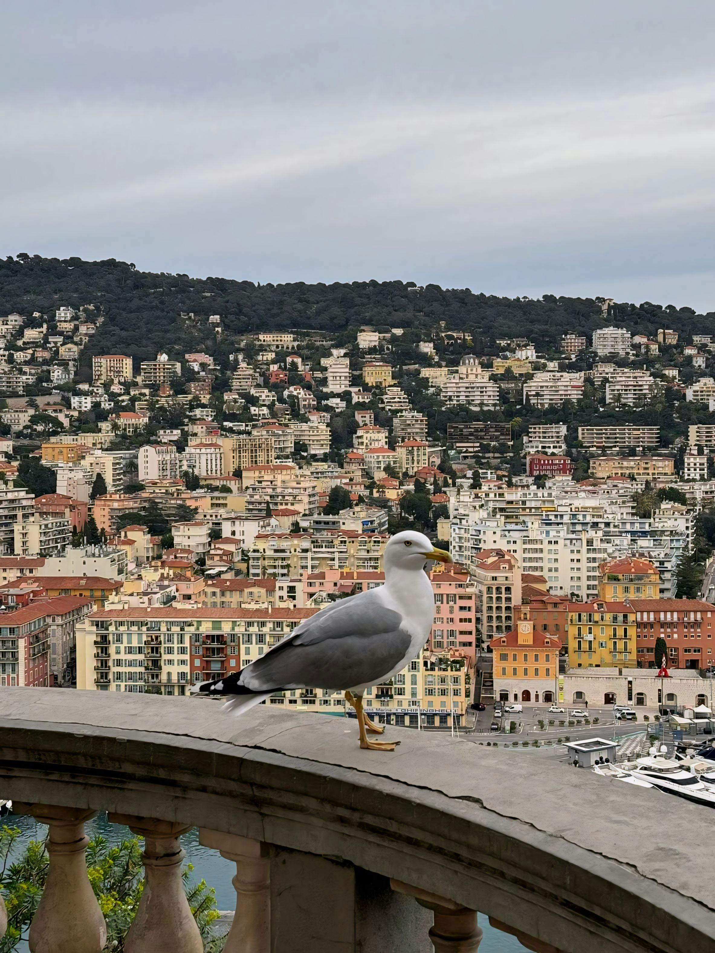 Seagull on a Bridge in Monaco · Free Stock Photo