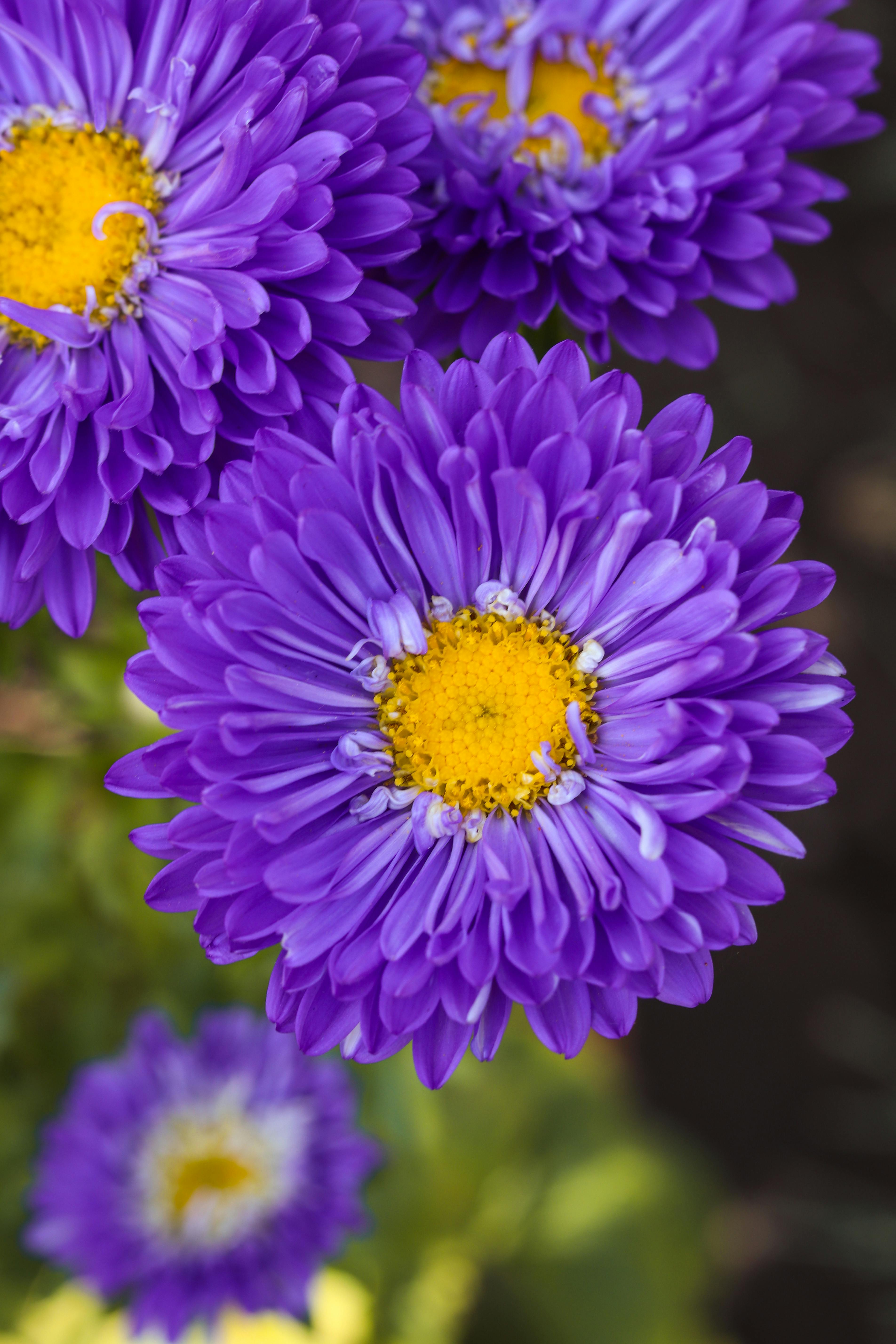Extreme Close-up of a Aster · Free Stock Photo