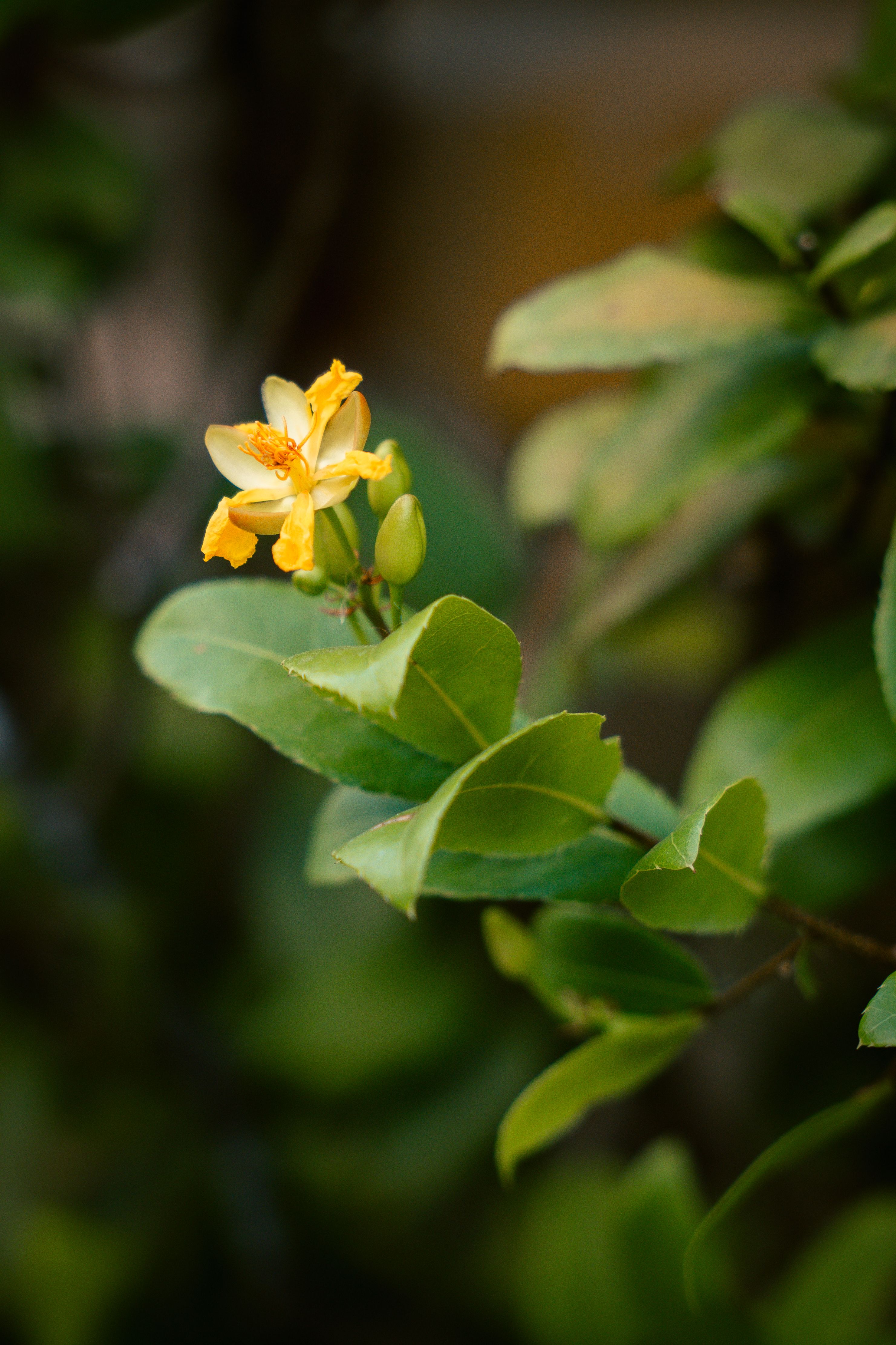 Yellow Ochna Flower · Free Stock Photo