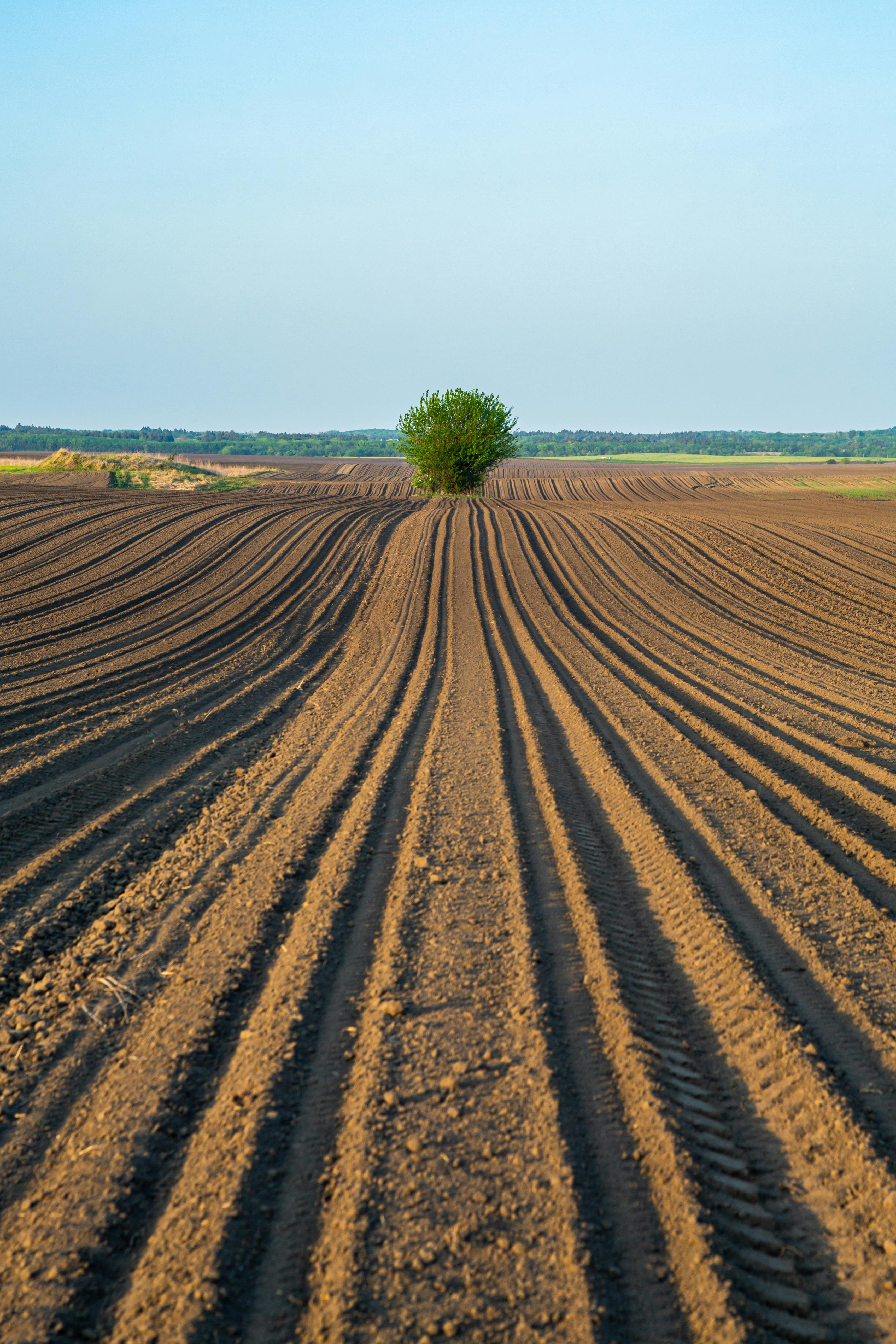 Green Tree in Middle of Plowed Field in Countryside · Free Stock Photo