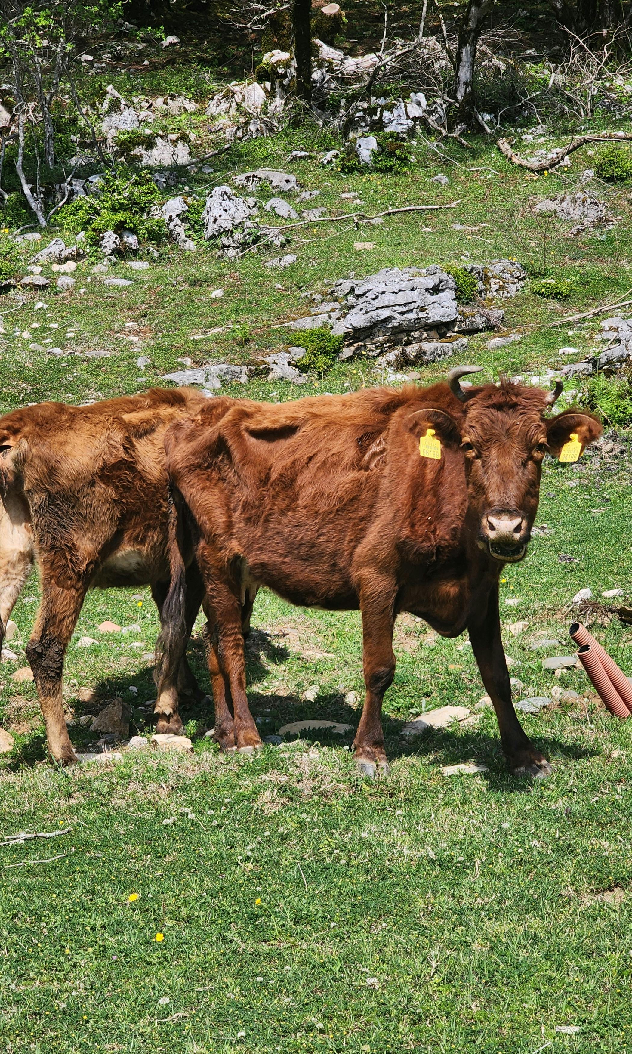 Close-up Photo of Brown Cattle on Green Grass · Free Stock Photo