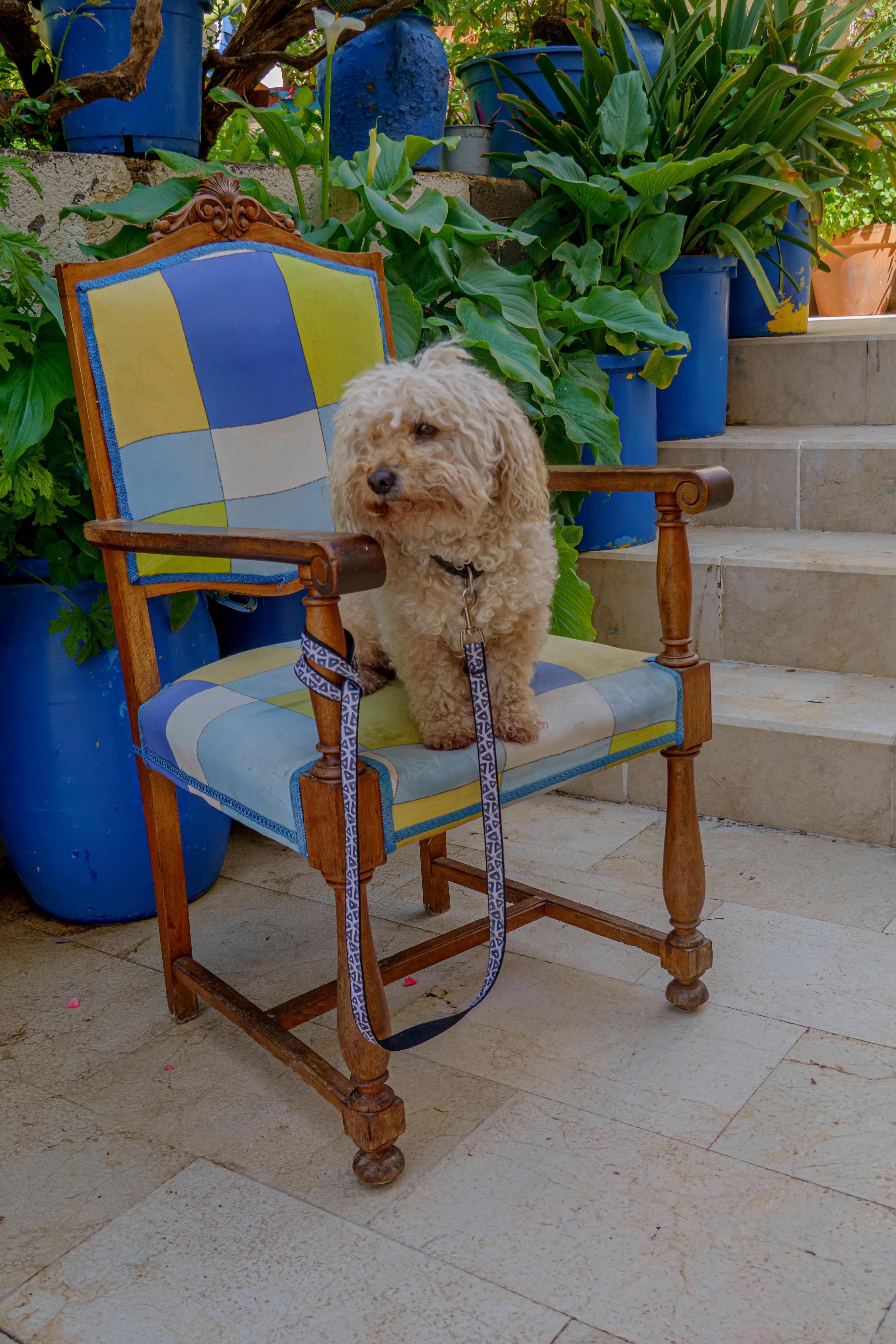 Toy Poodle Sitting on Chair · Free Stock Photo