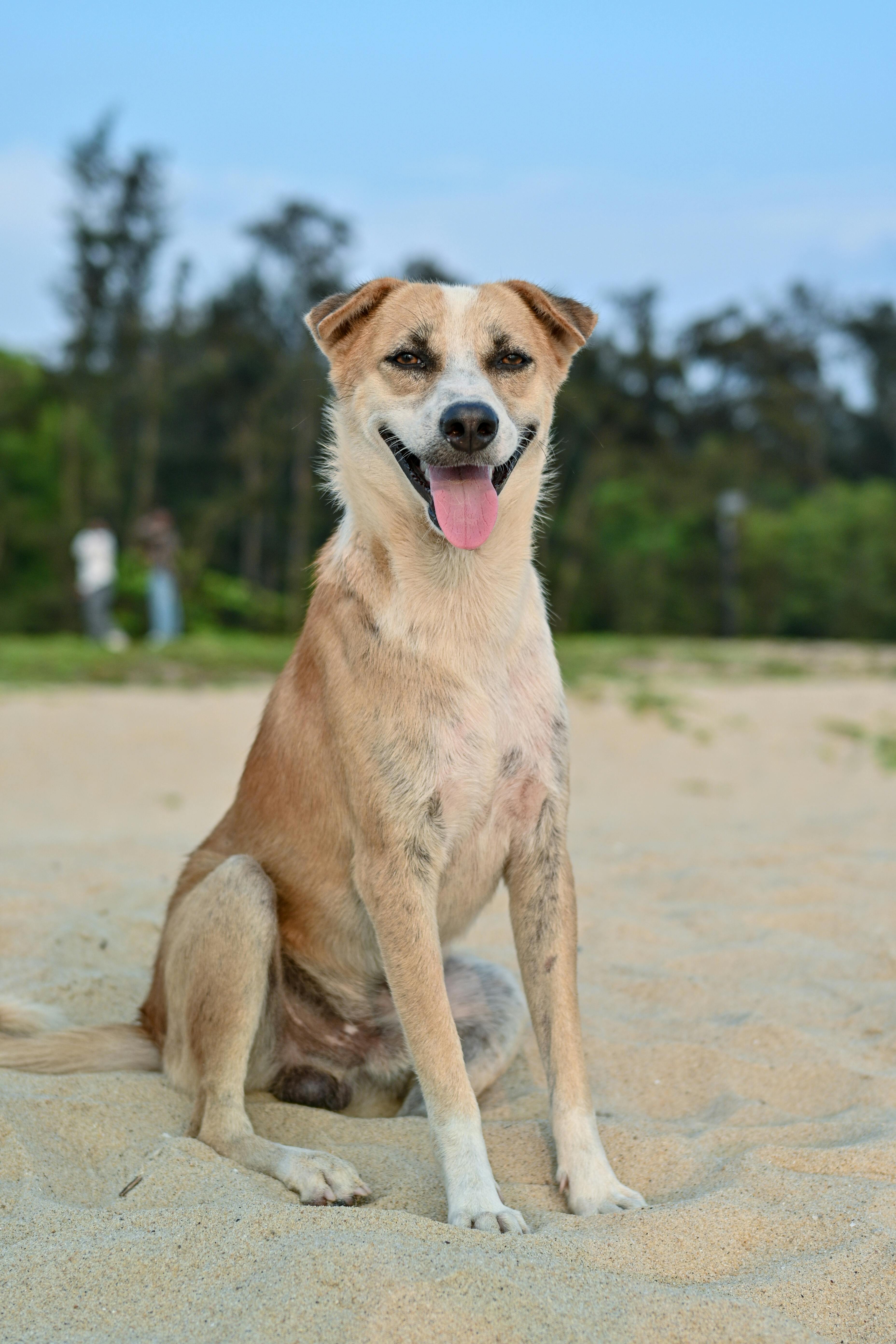 Philippine Native Dog Photos, Download The BEST Free Philippine Native ...