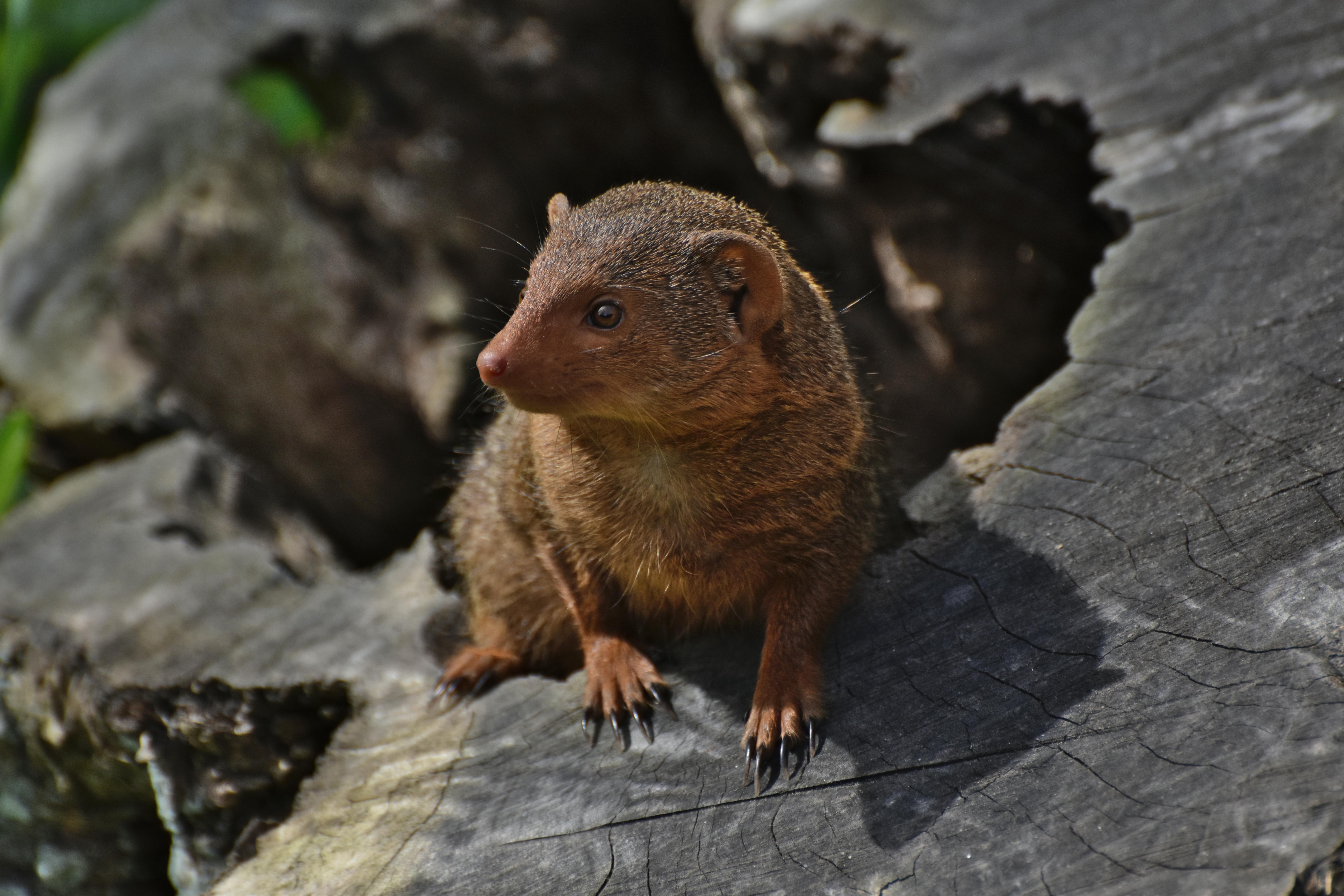 Hermelijn 2 · Free Stock Photo