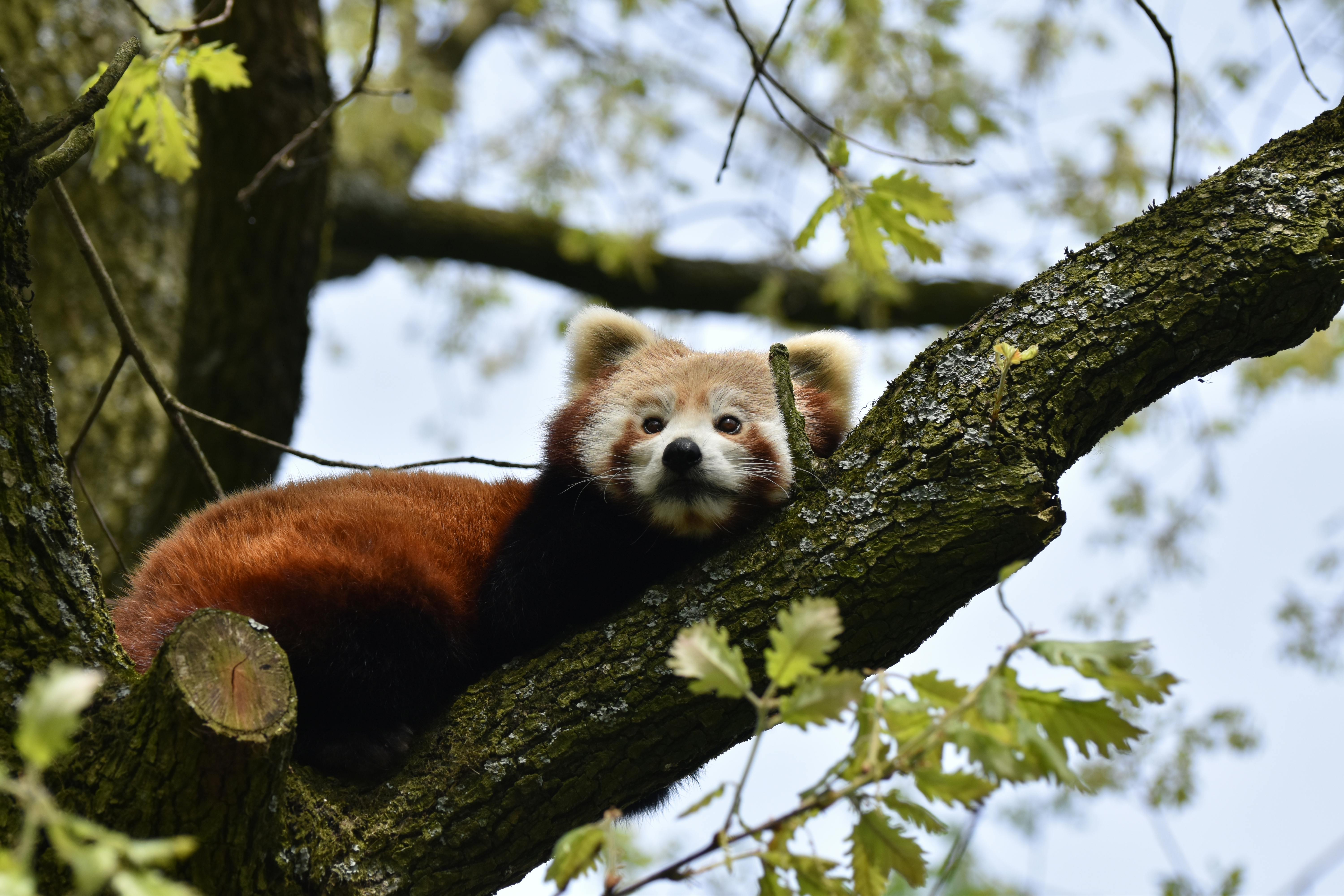 Red Panda · Free Stock Photo