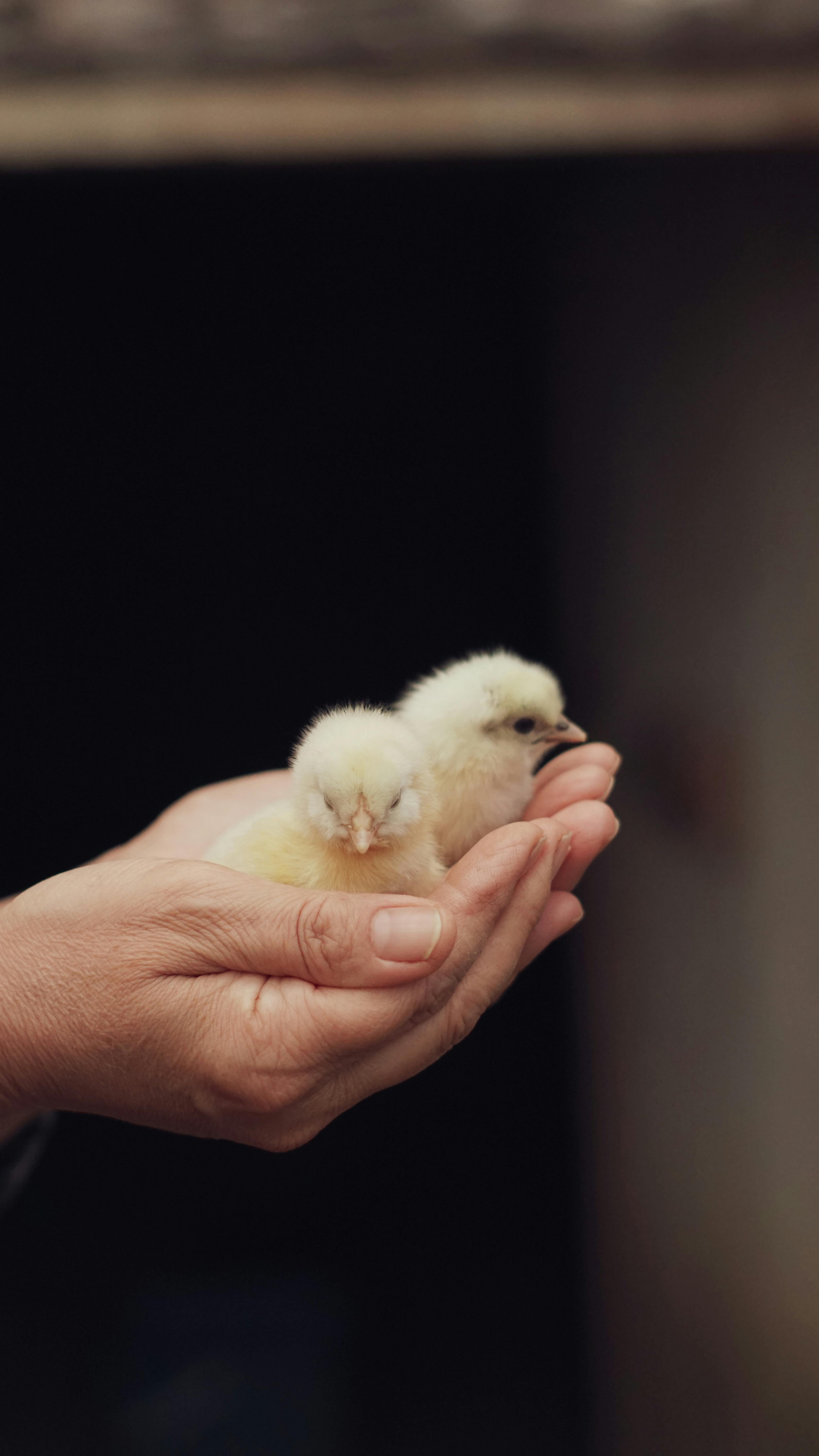 Kostenloses Foto zum Thema: baby tiere, bauernhoftier, bezaubernd ...