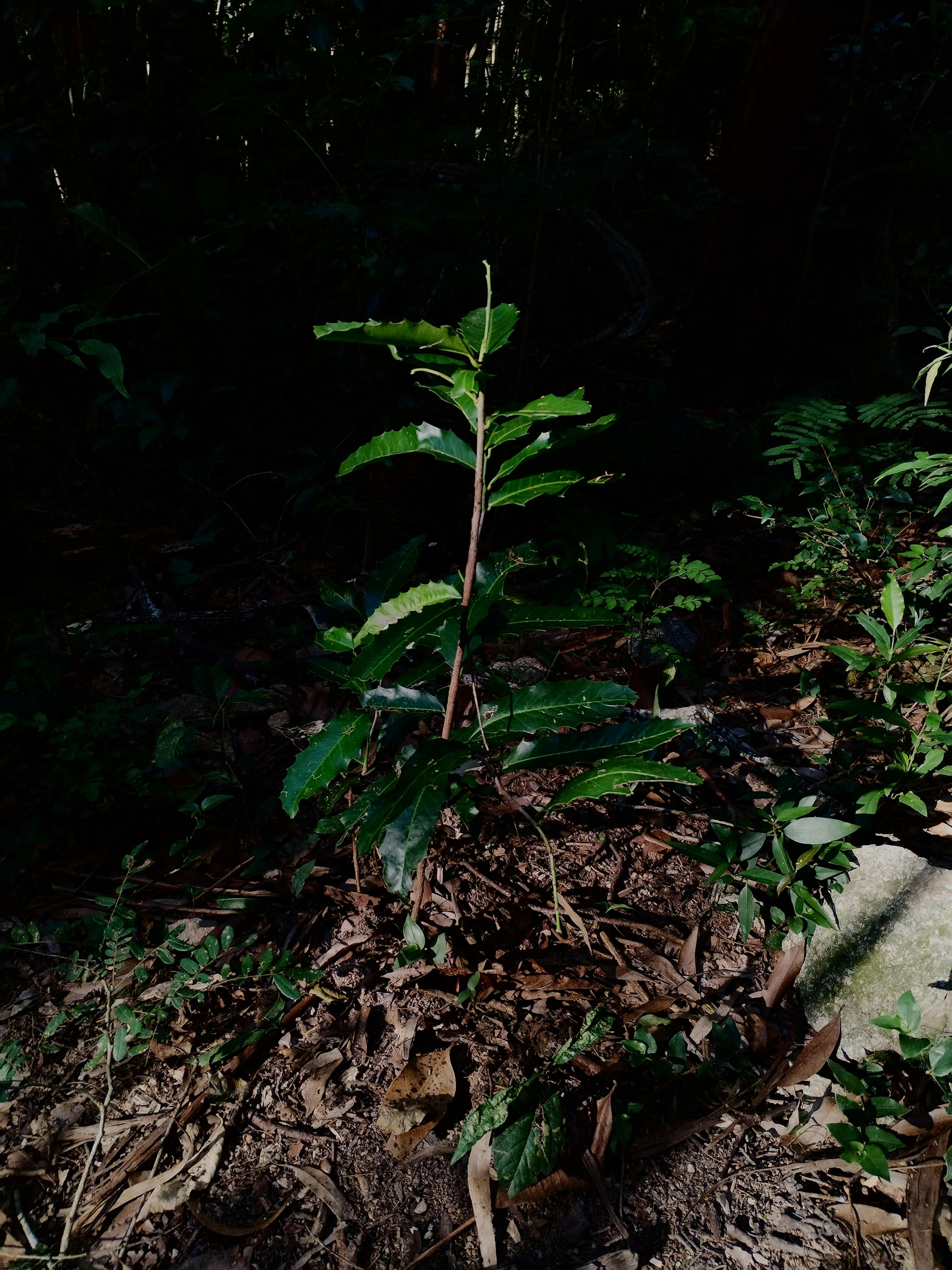 Daniel Bertoli - 사진