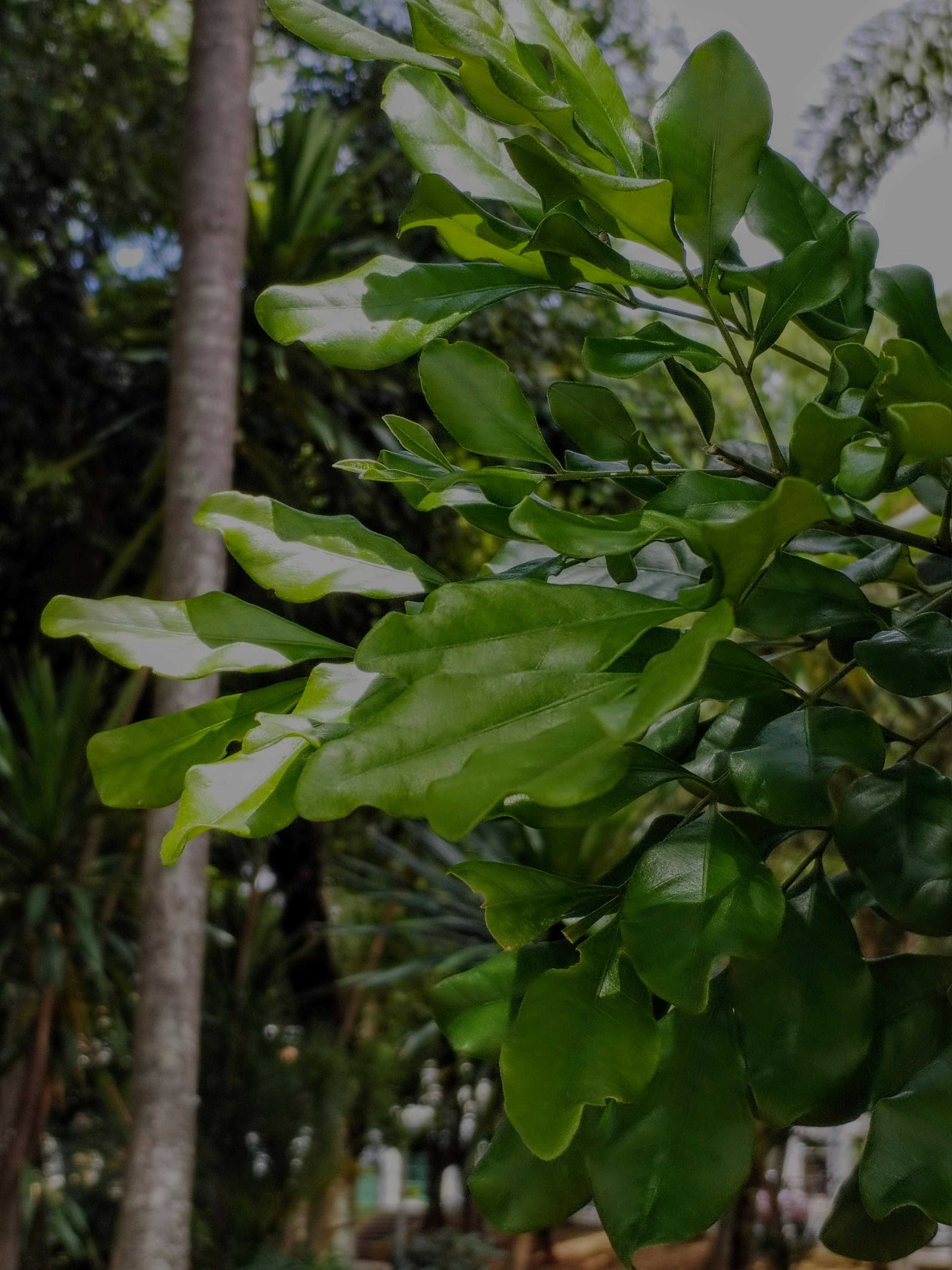 Daniel Bertoli - 사진