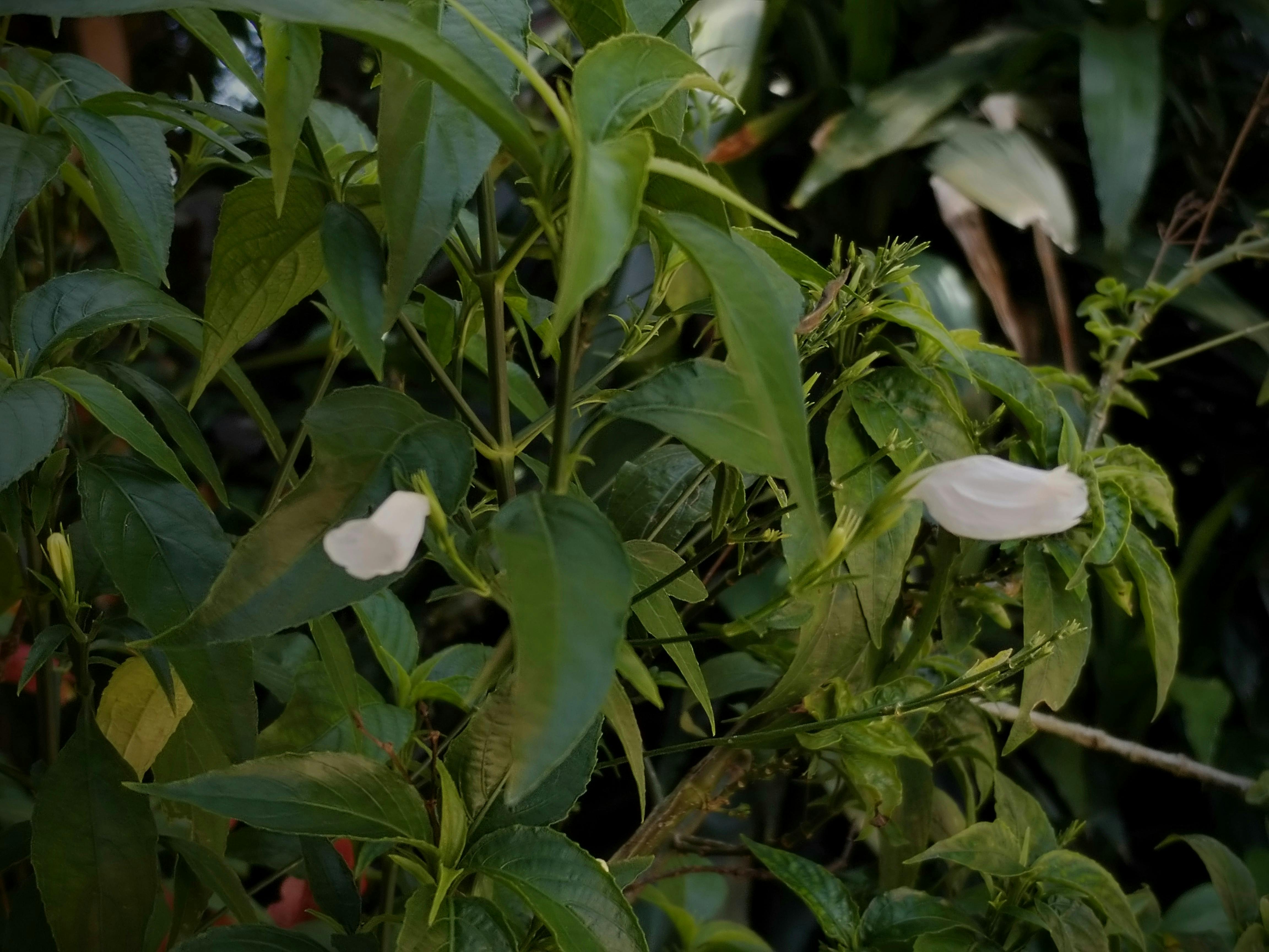 Daniel Bertoli - 사진