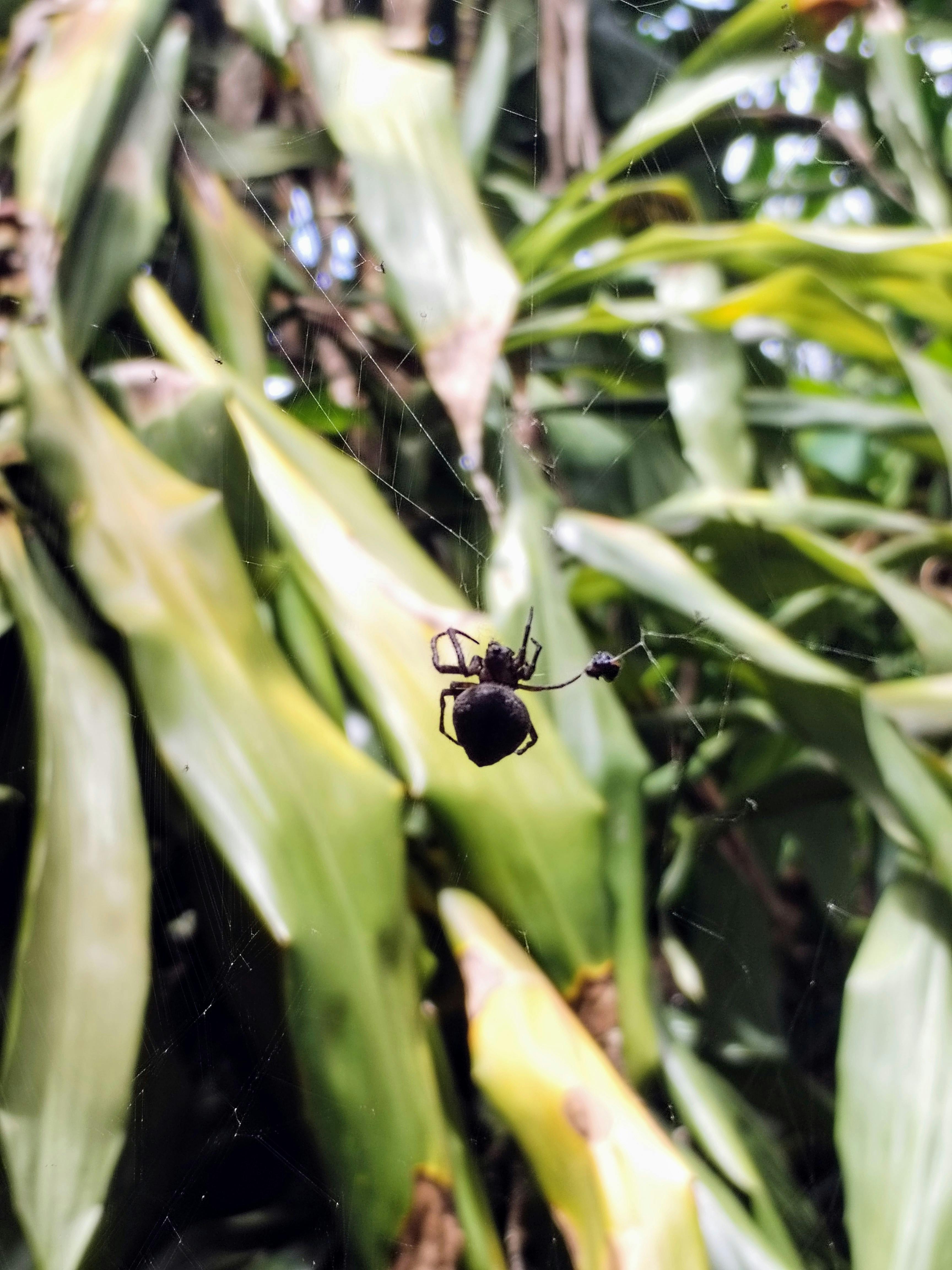 Daniel Bertoli - 사진