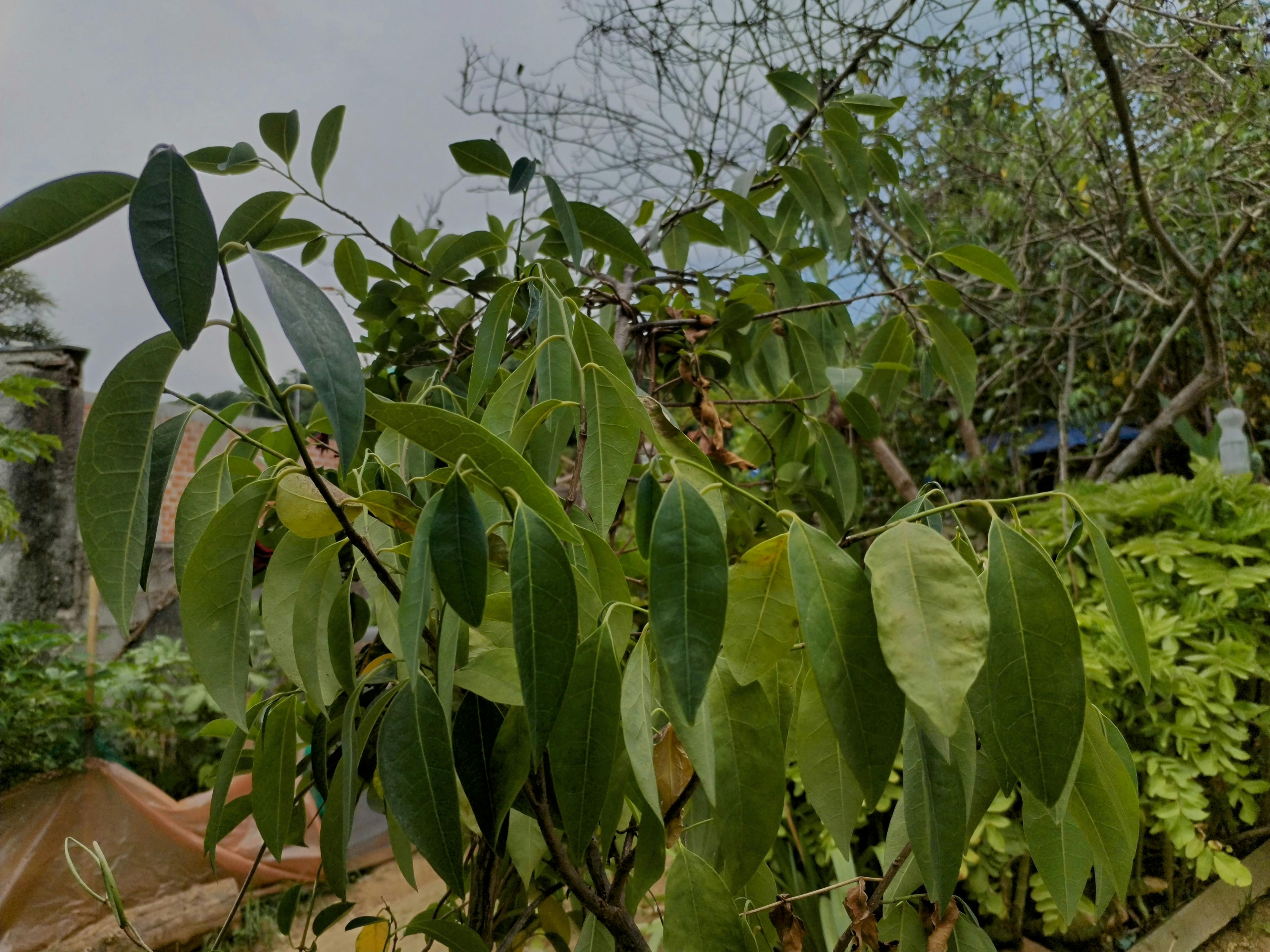 Daniel Bertoli - 사진