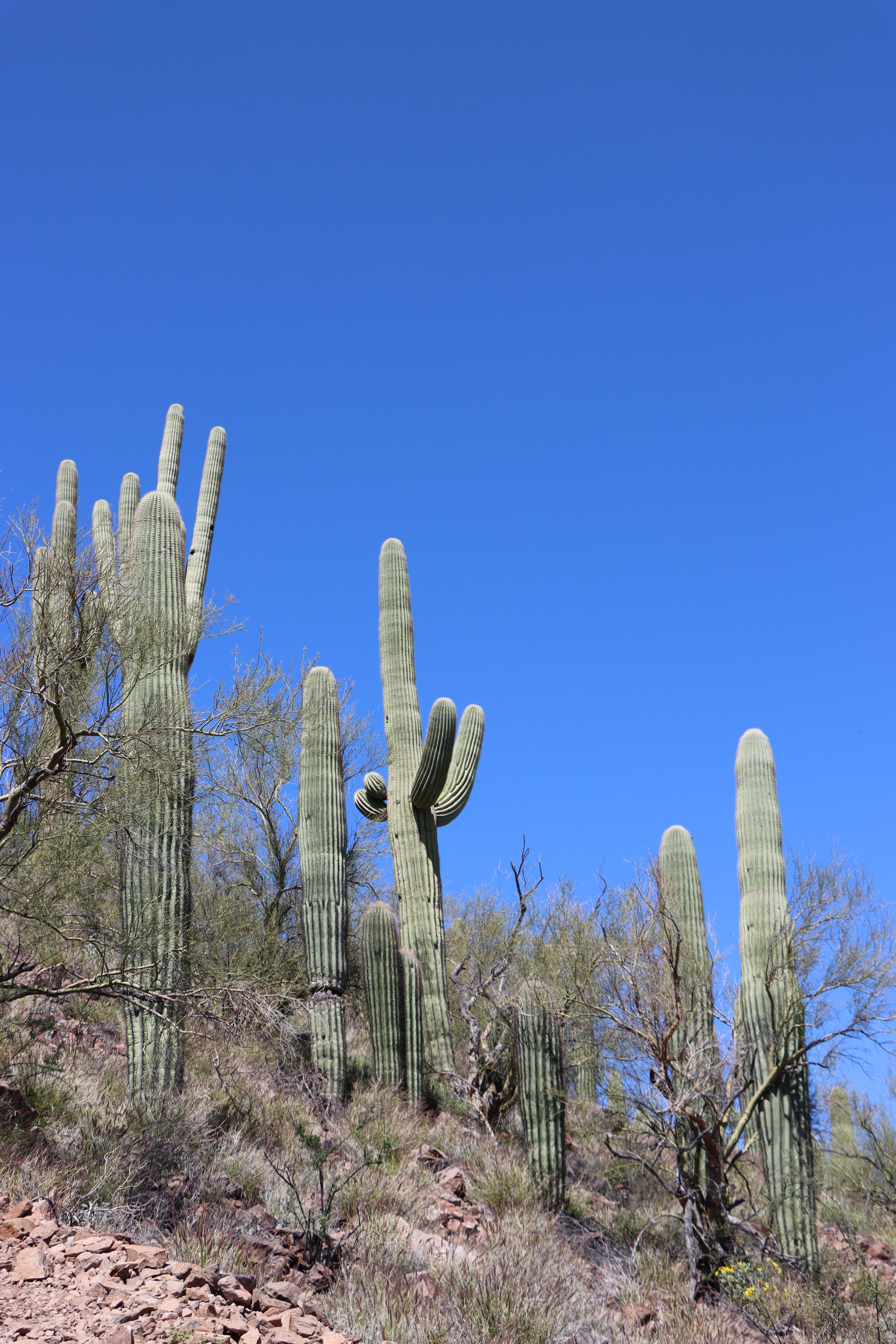 A group of cactus trees on a hillside · Free Stock Photo