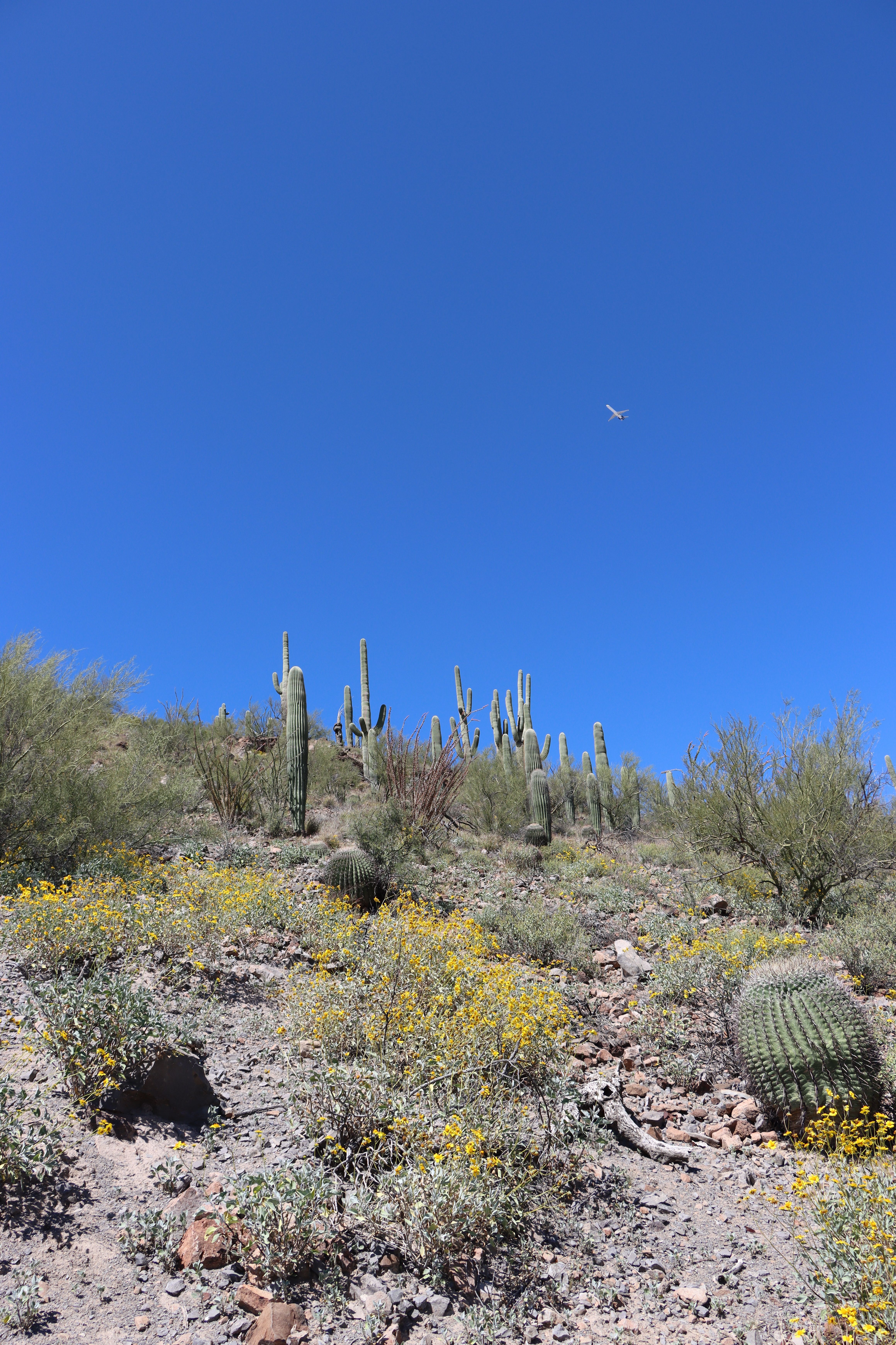 Cacti on a Prairie · Free Stock Photo