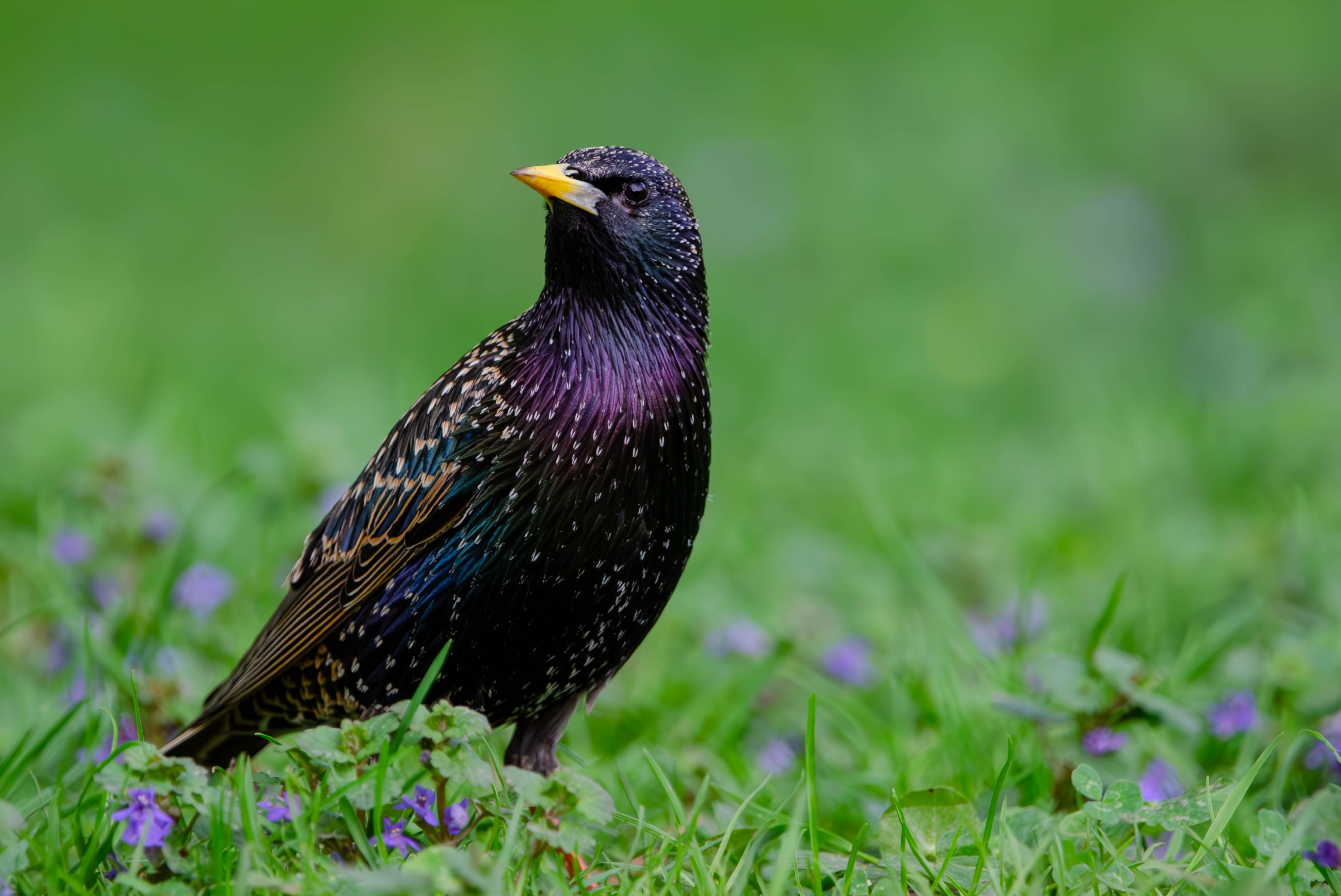 Beautiful Starling Bird Standing on a Grass · Free Stock Photo
