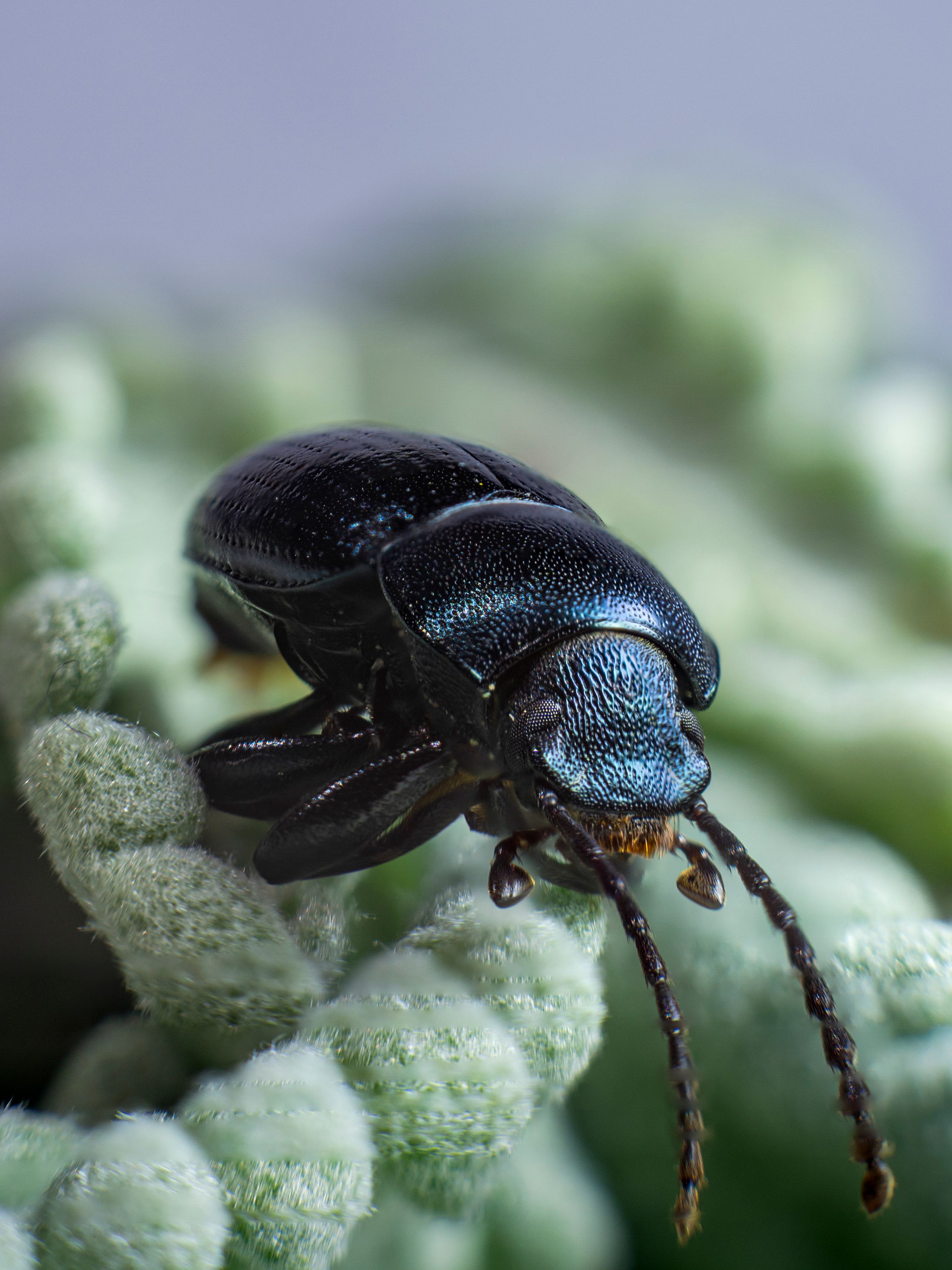 Extreme Close-up on a Beetle · Free Stock Photo