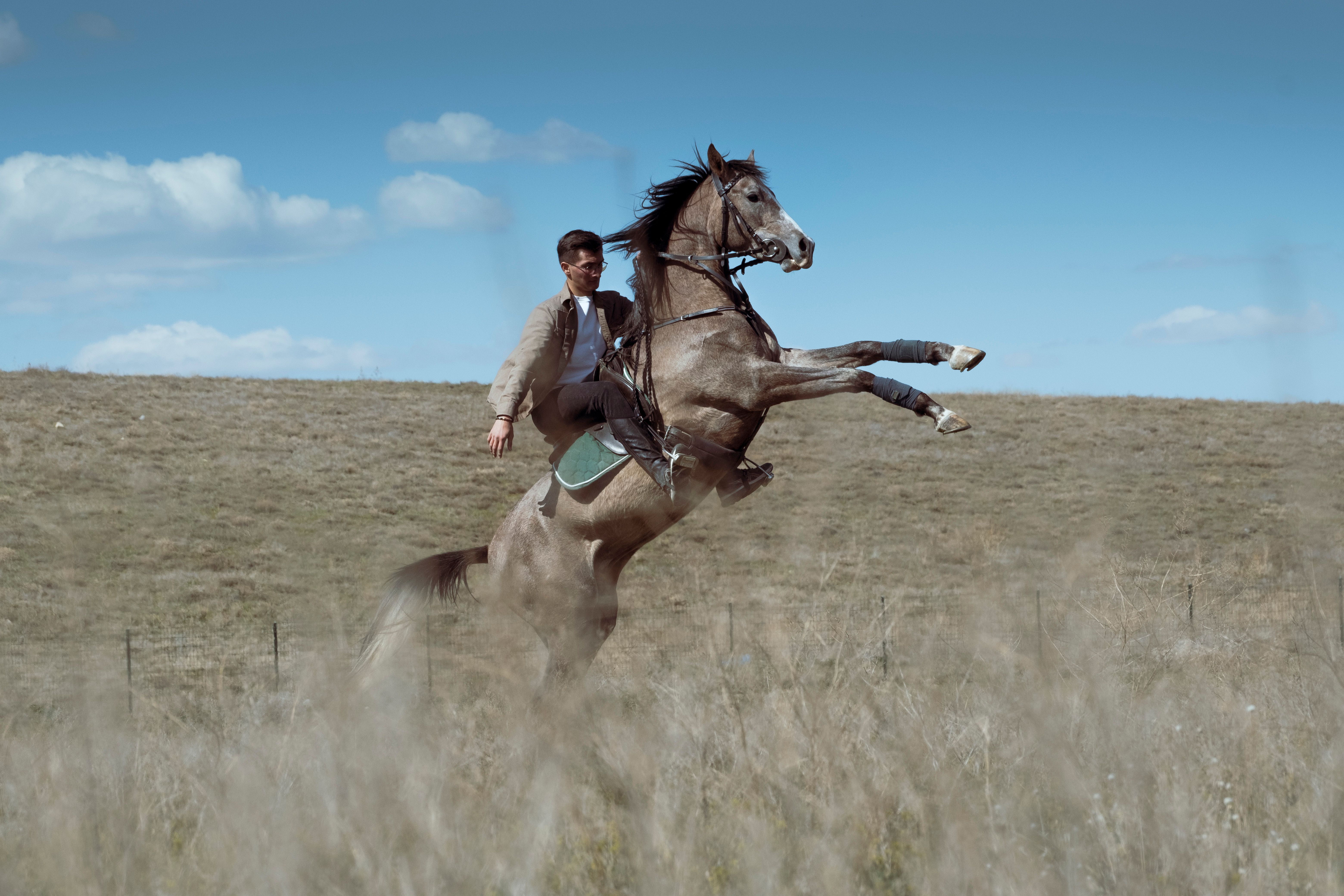 Bleeding Horse Photos, Download The BEST Free Bleeding Horse Stock ...