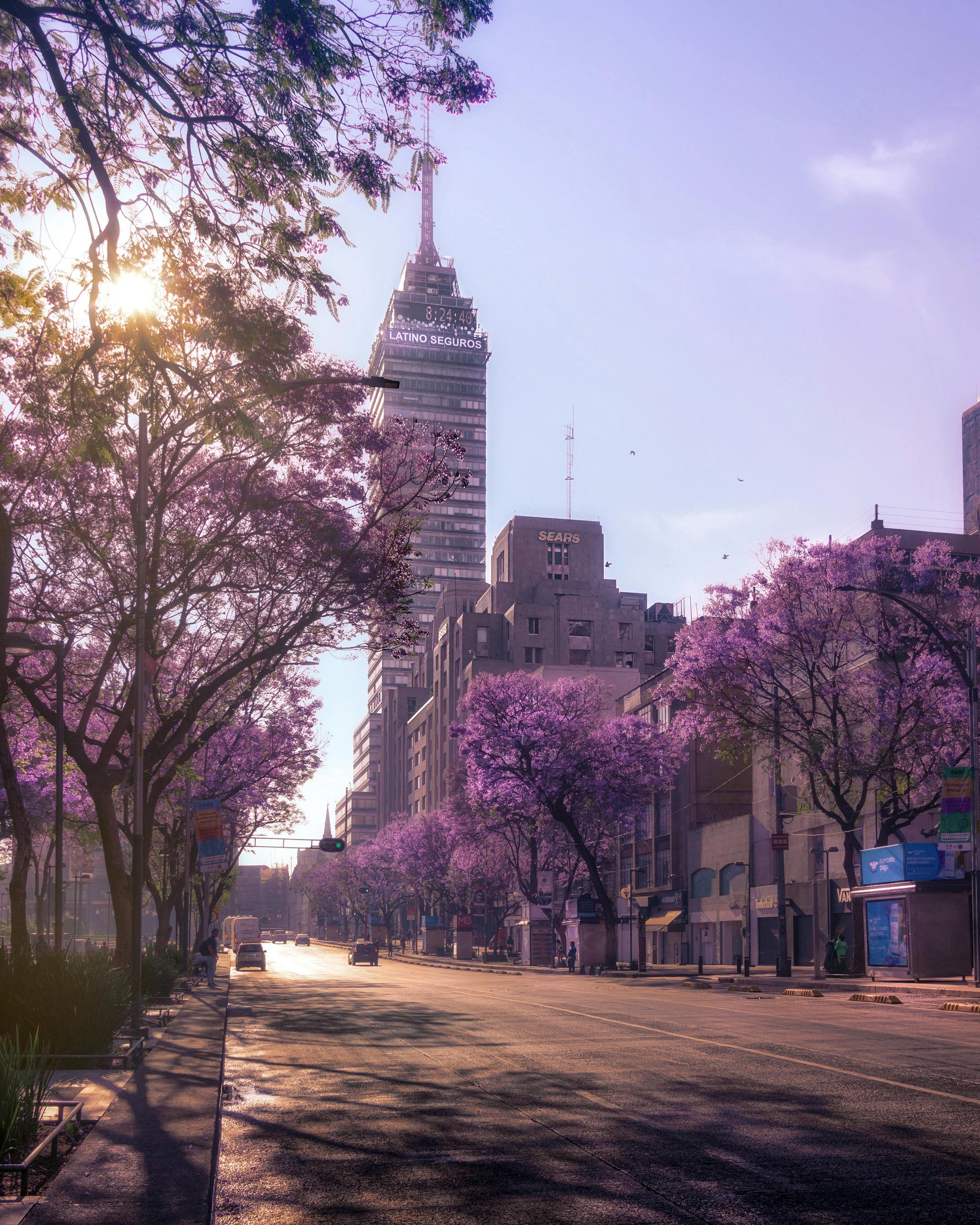 Purple Trees on Street in Mexico City in Spring · Free Stock Photo