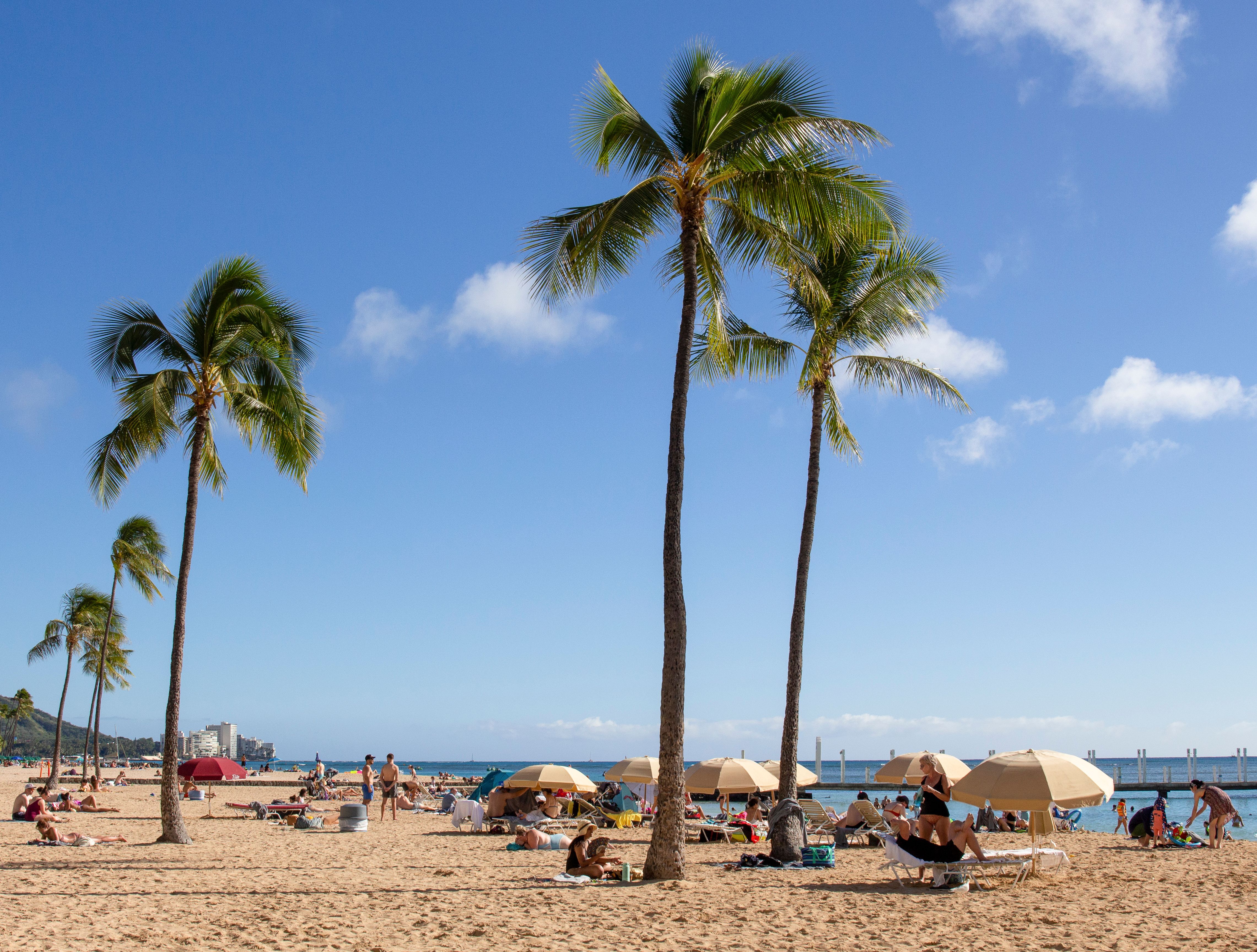 Palm Trees on Beach on Hawaii · Free Stock Photo