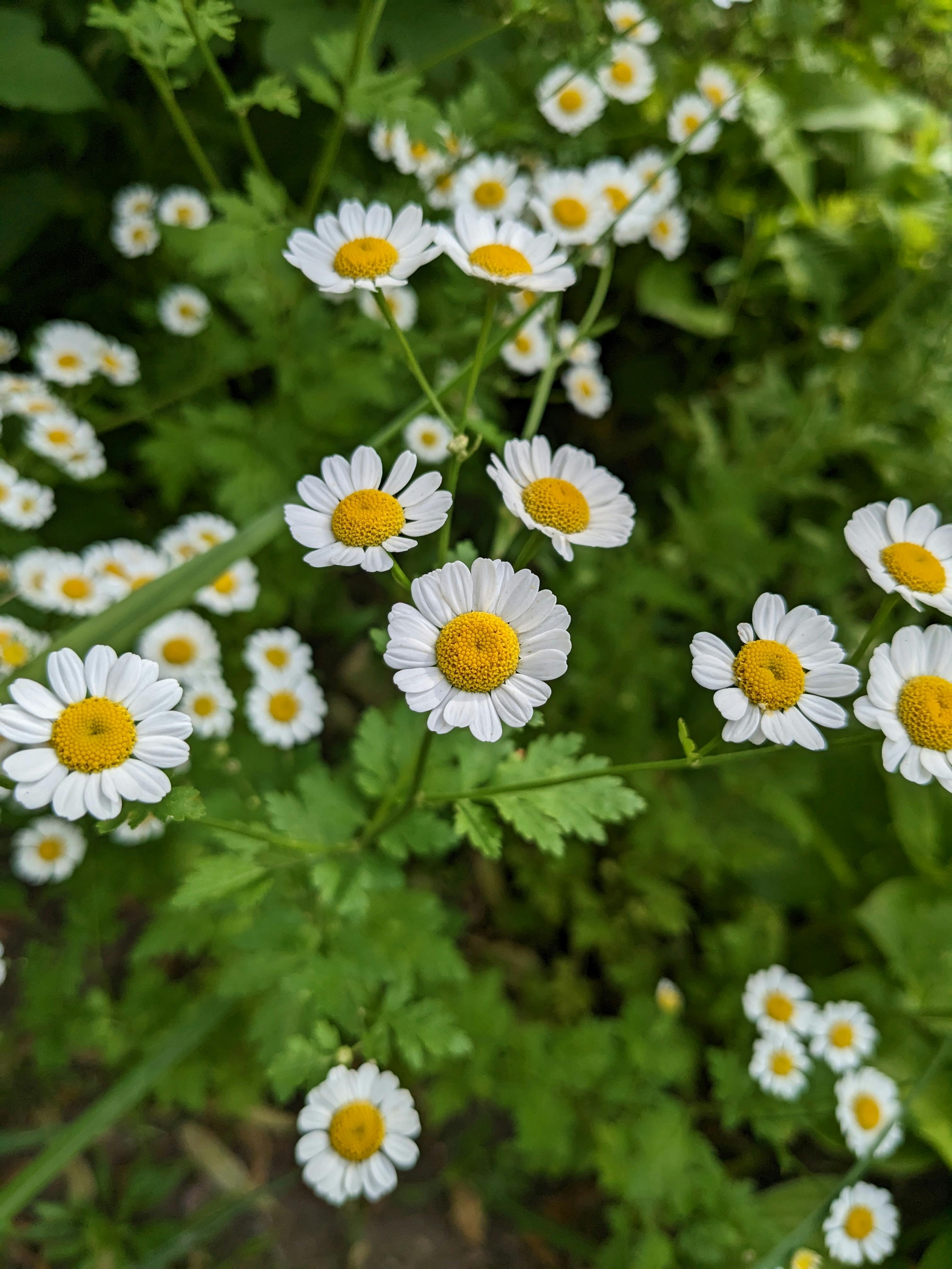 Close-up of Feverfew Flowers Growing on a Field · Free Stock Photo