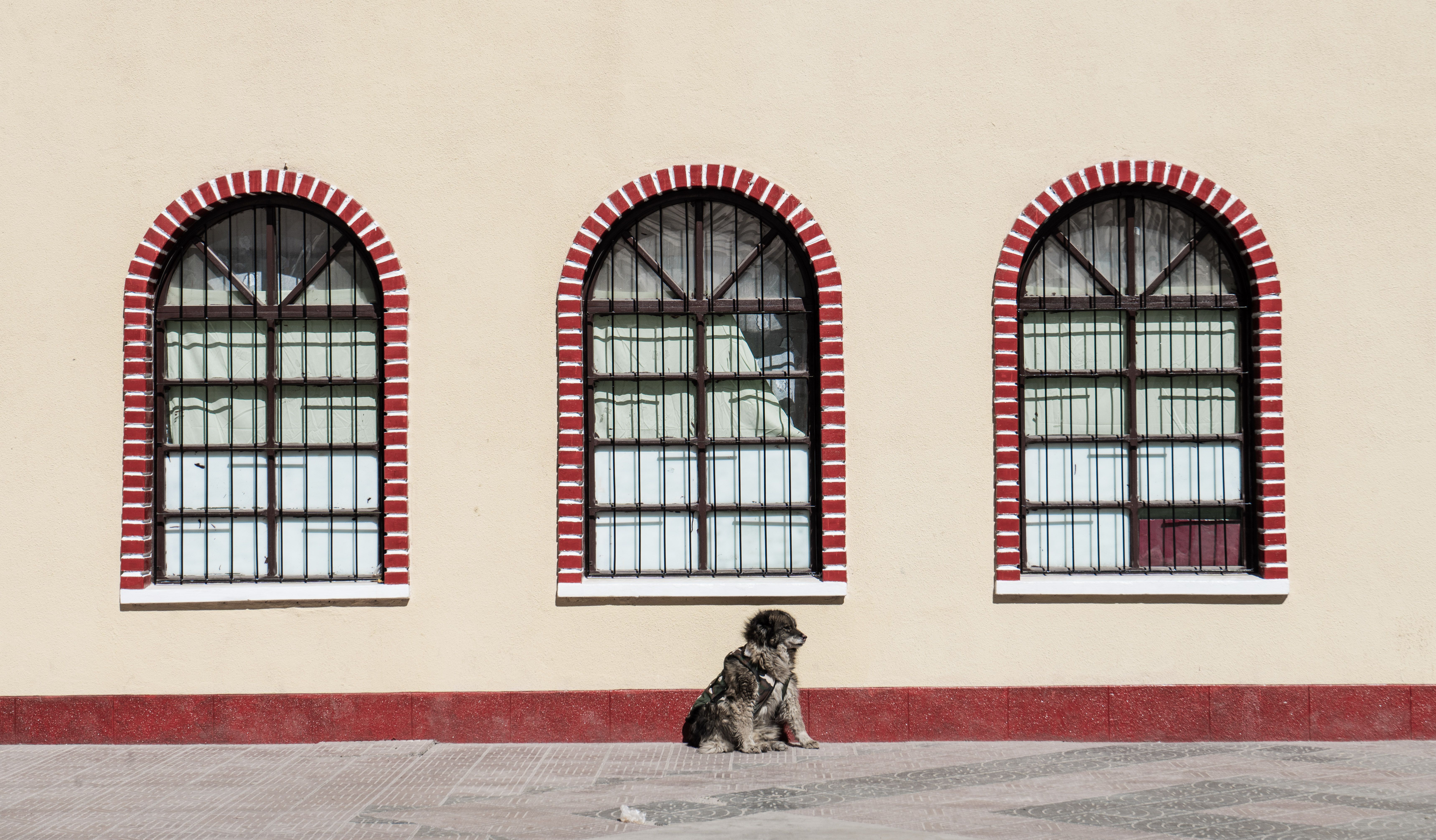 A Dog Sitting Alone on the Pavement by the Building · Free Stock Photo