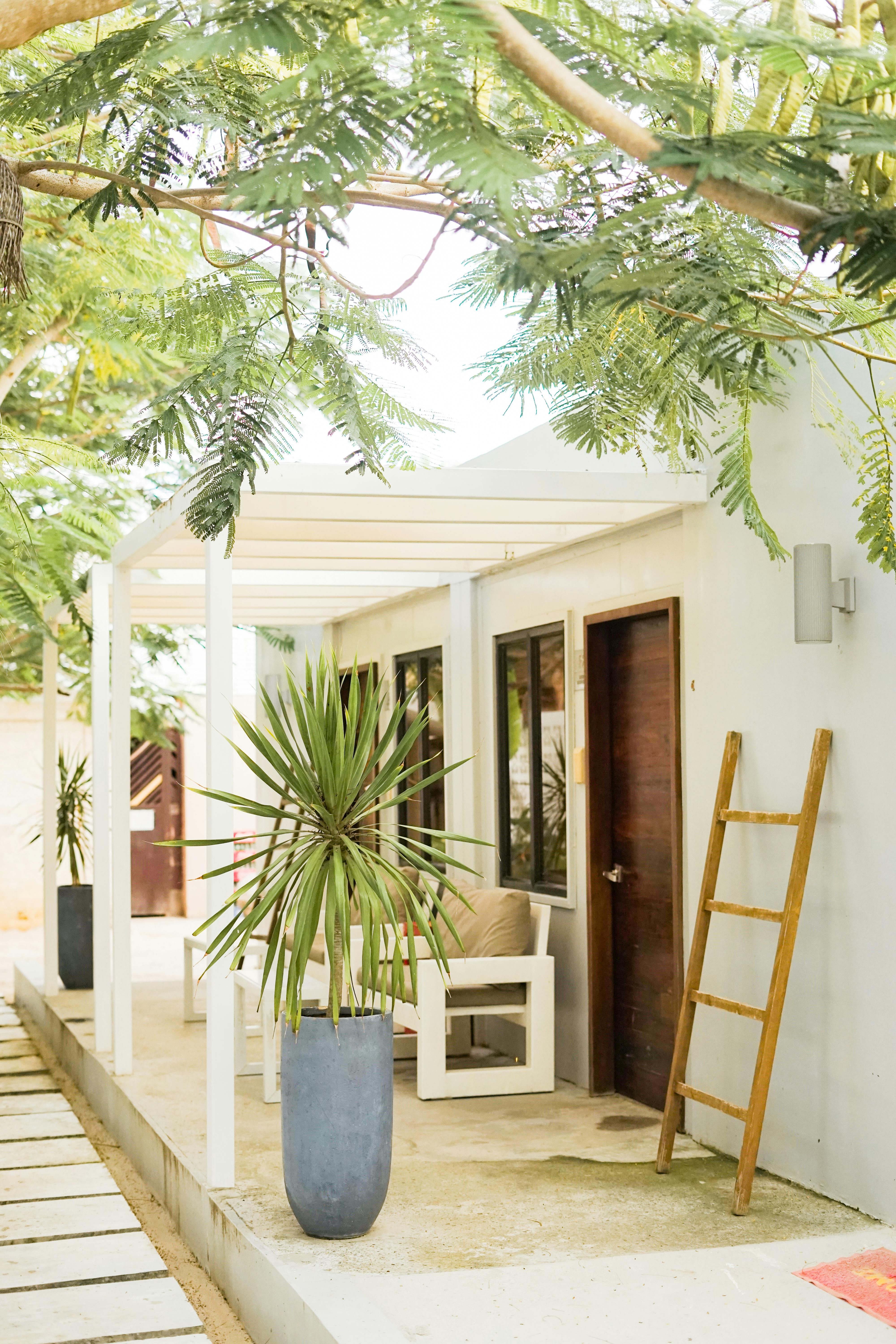 Ladder and Plant on House Terrace · Free Stock Photo