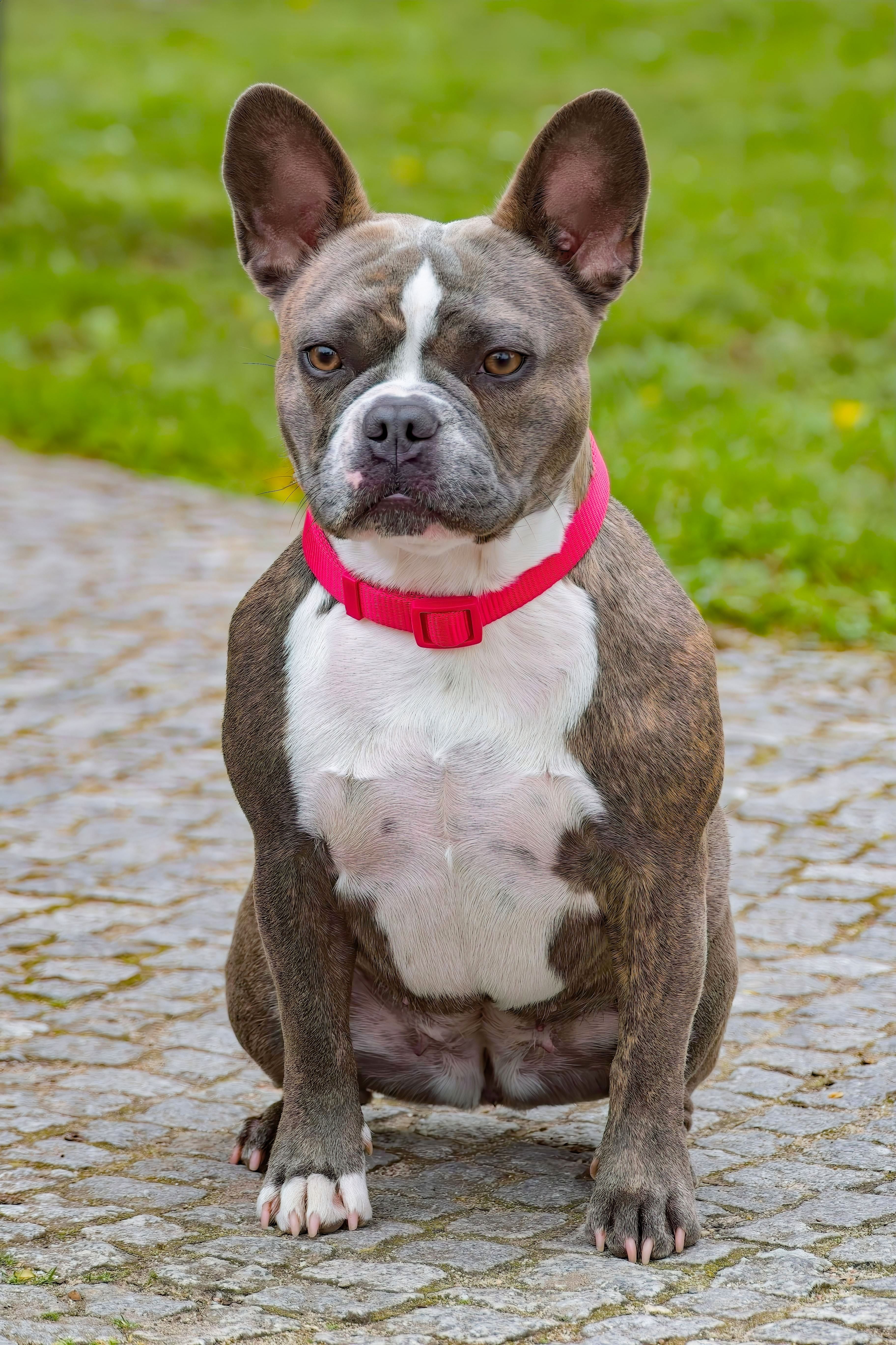 Sitting French Bulldog · Free Stock Photo