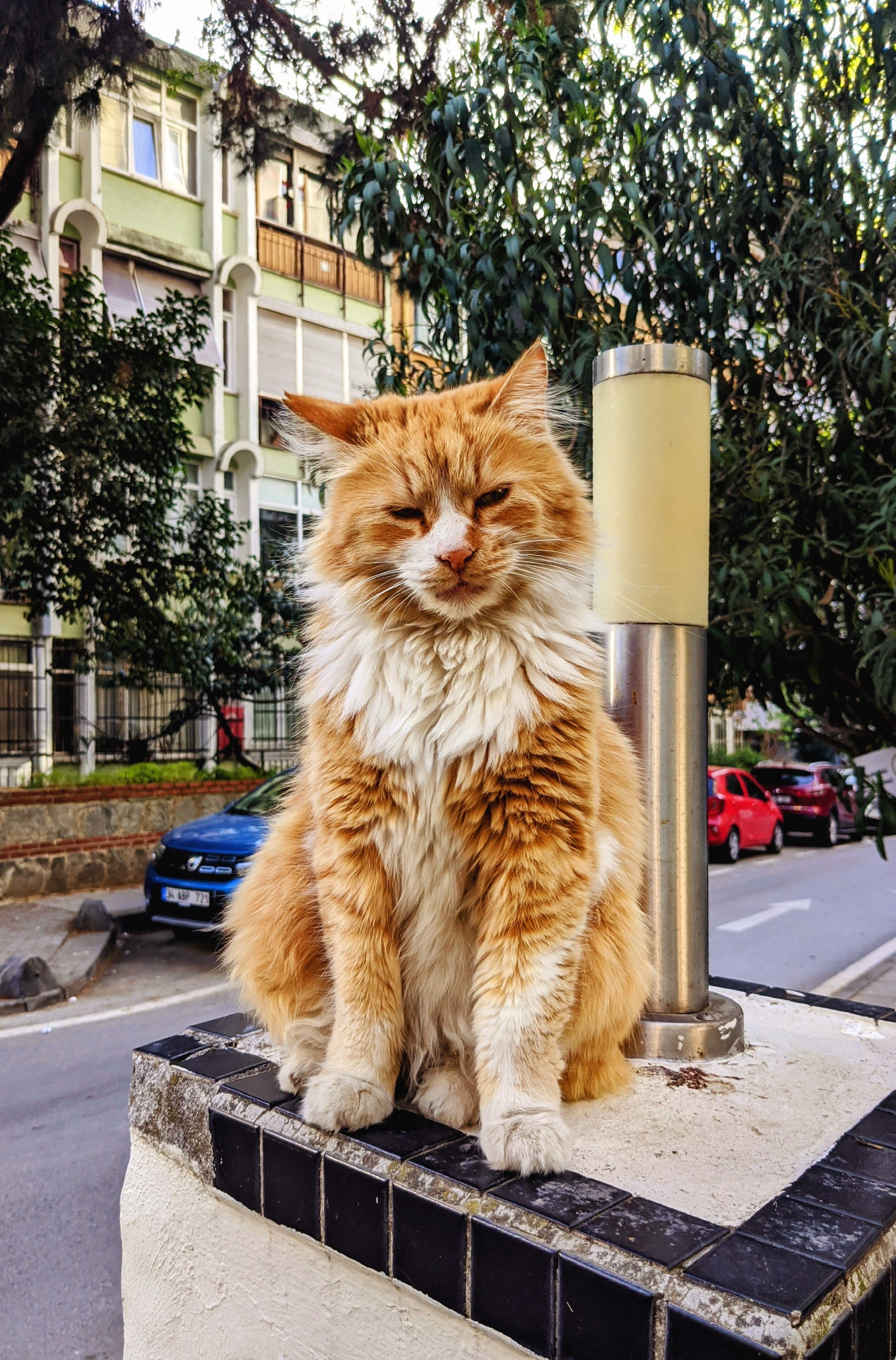 A cat sitting on a ledge in front of a building · Free Stock Photo