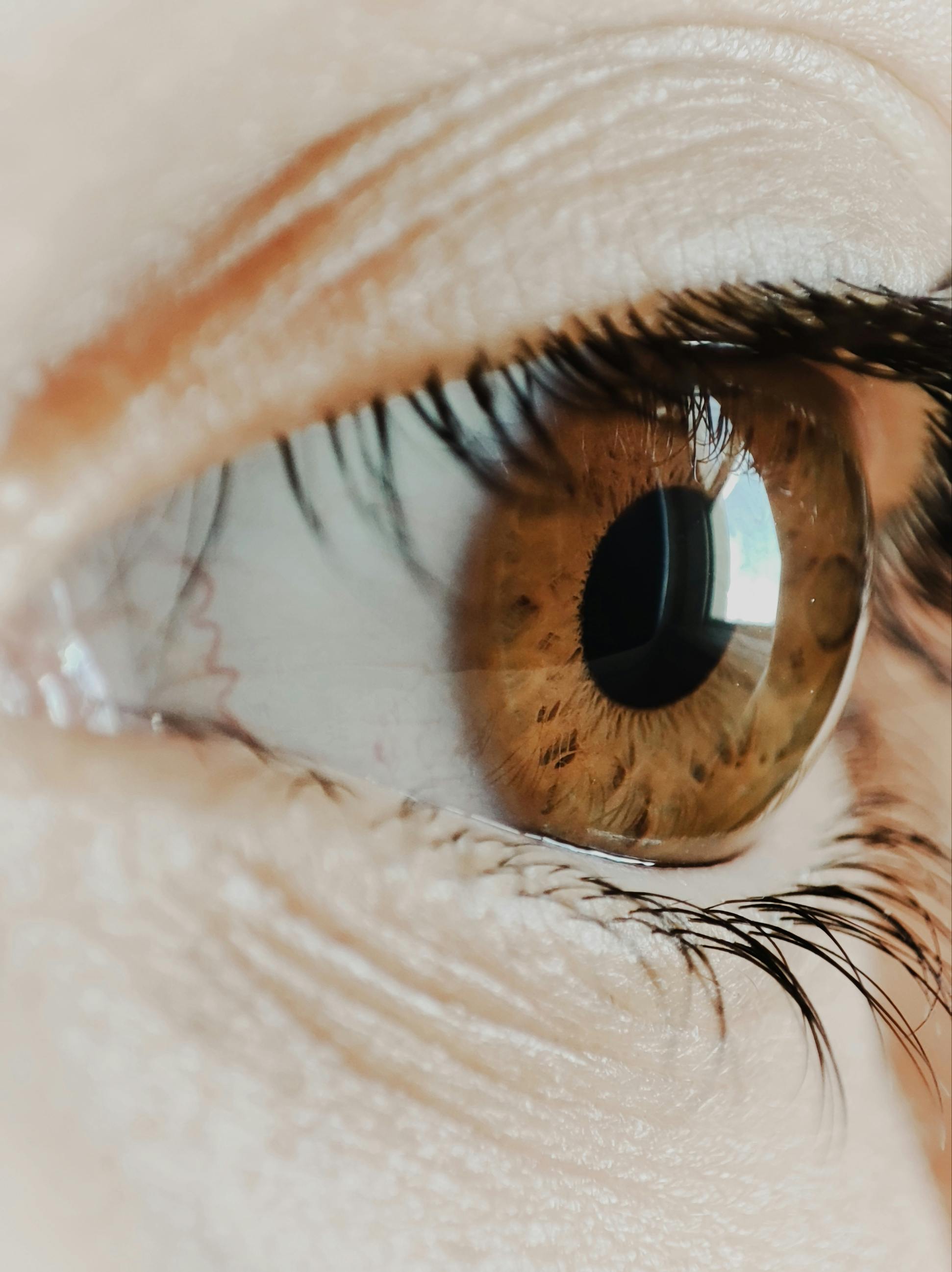 Foto de stock gratuita sobre alumno, anatomía humana, biología, biometría, ceja, cuidado de ojos ...