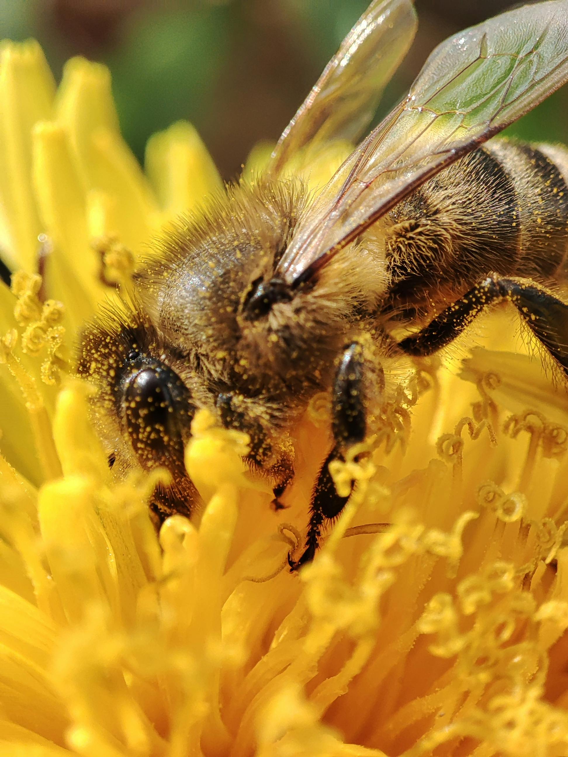 Bee during pollination of Yellow Flower · Free Stock Photo