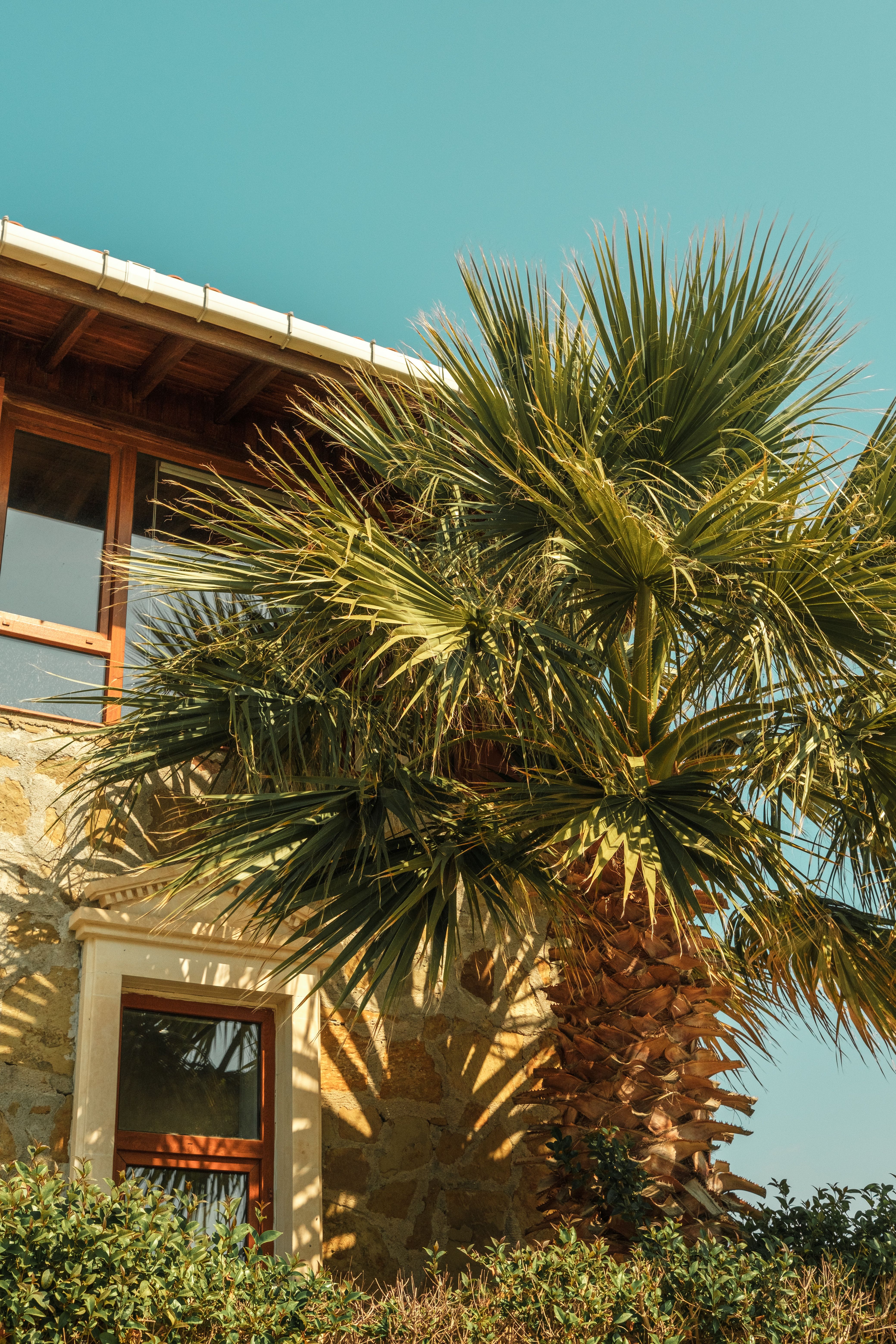 Ehrling Palms Photos, Download The BEST Free Ehrling Palms Stock Photos ...